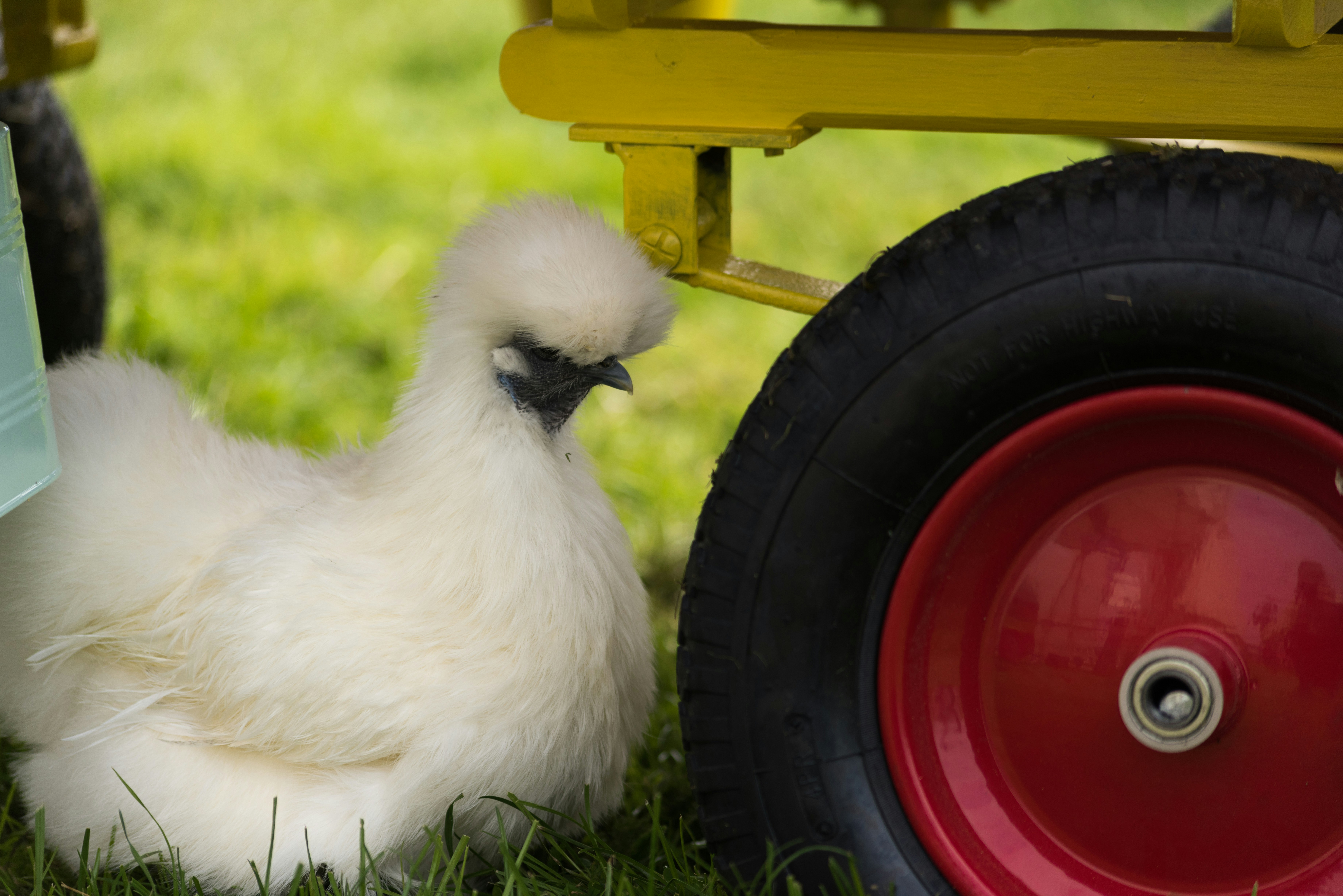 White chicken beside tire photo – Free Animal Image on Unsplash