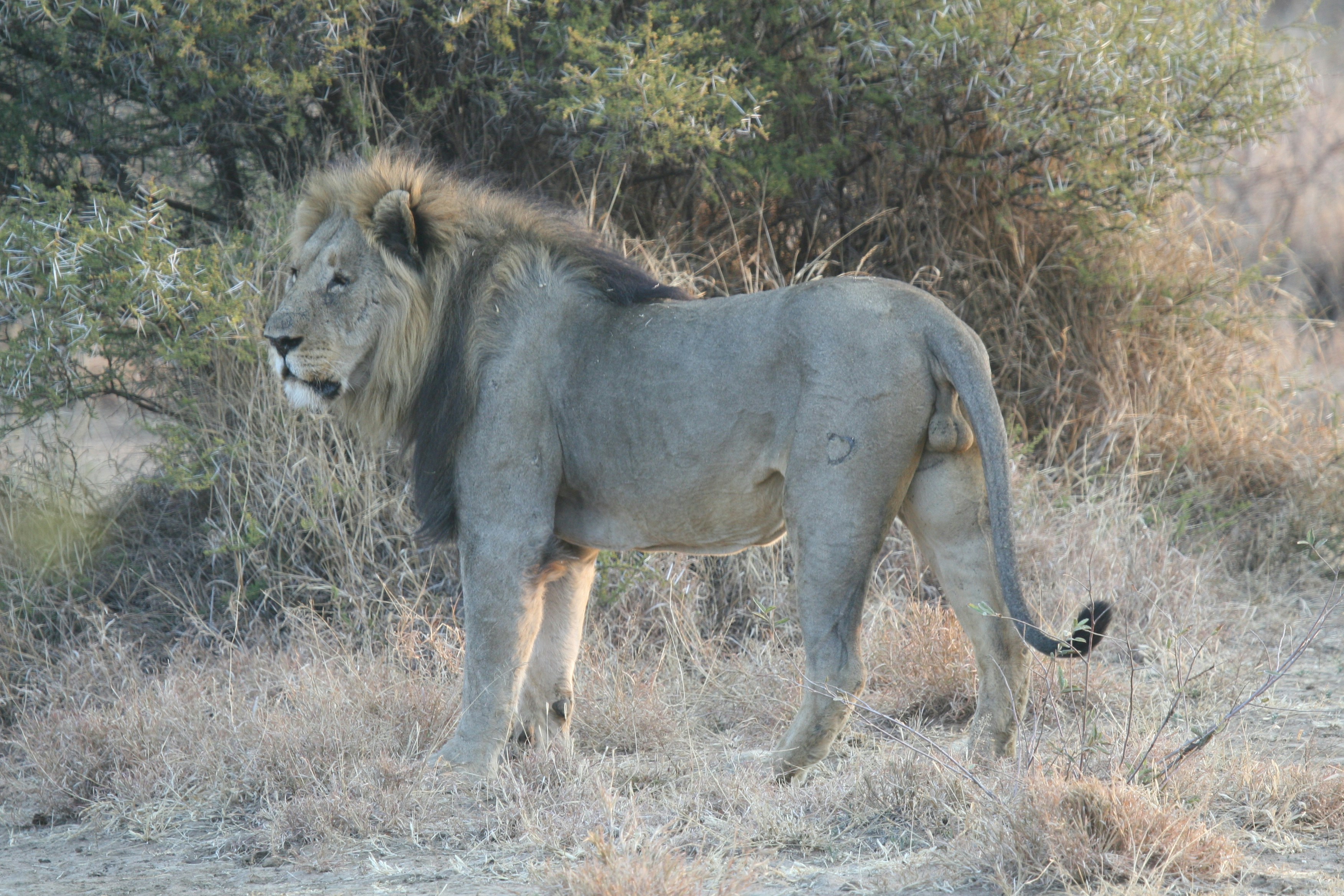 Brown lion near trees during daytime photo – Free Lion Image on Unsplash