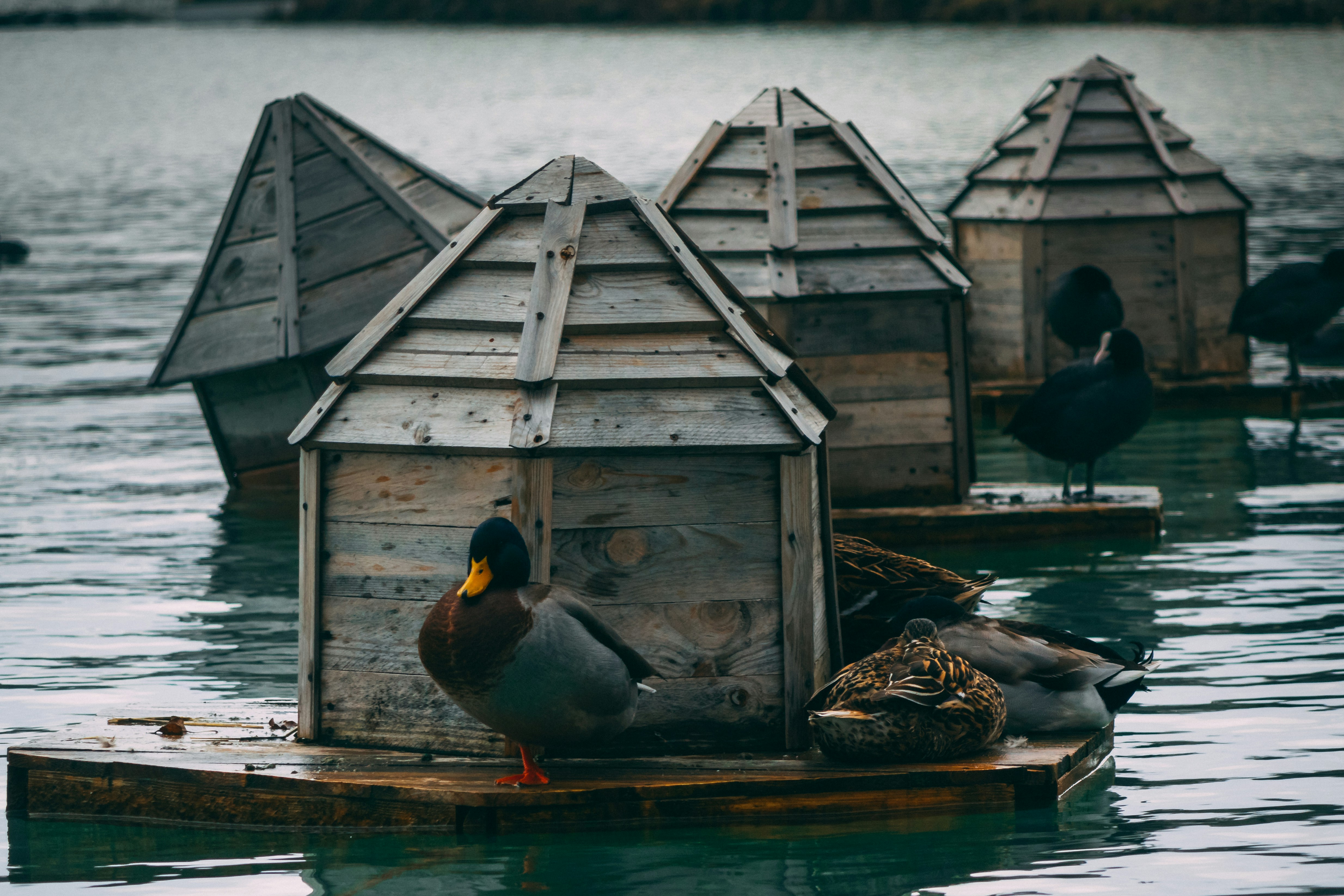 Ducks perch on a row of wooden hut-like platforms floating on calm water. The scene highlights rustic, modular duck houses and their feathery residents.