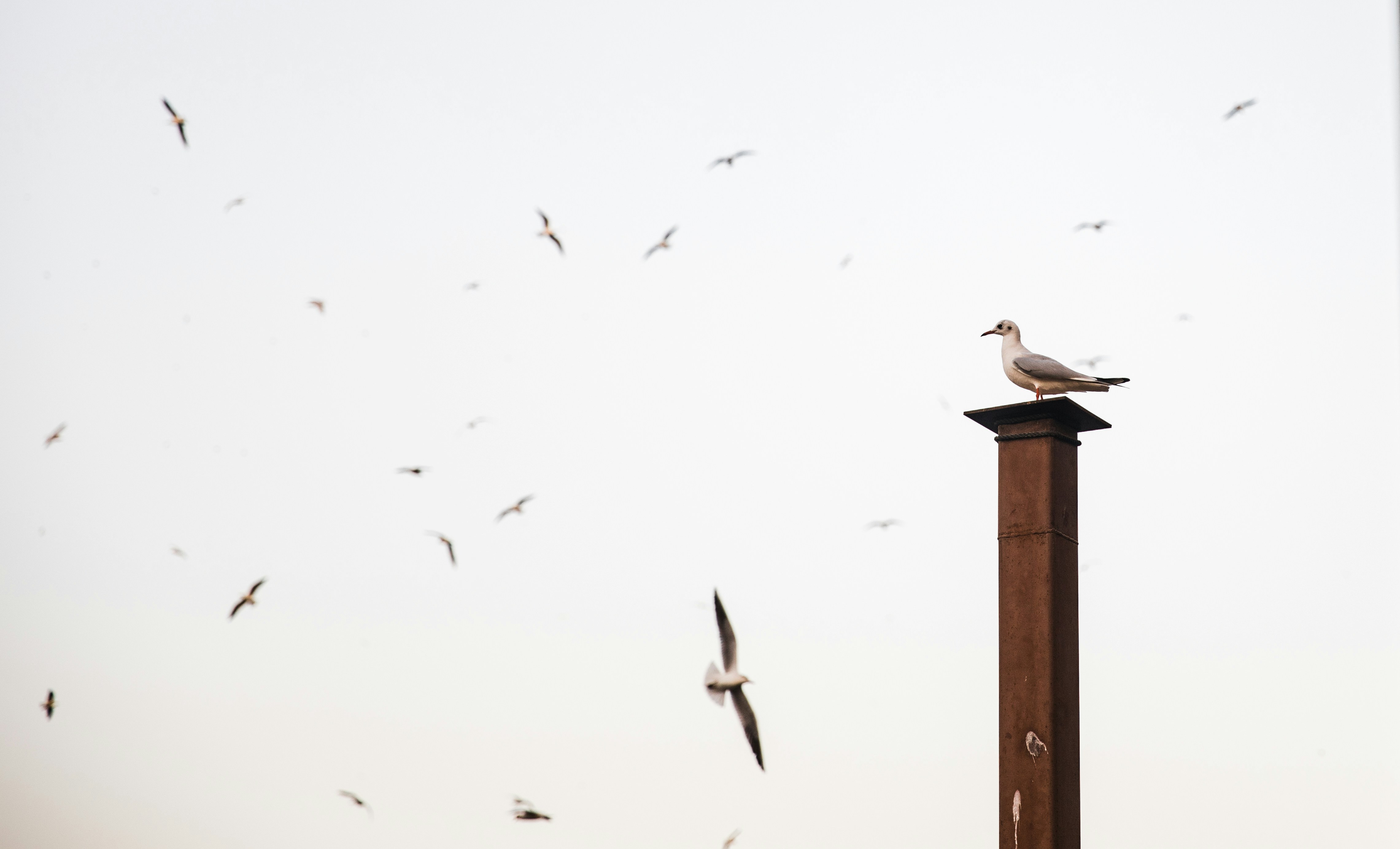 Perched Sentinel on a Rusted Pillar Beneath a Chorus of Wings