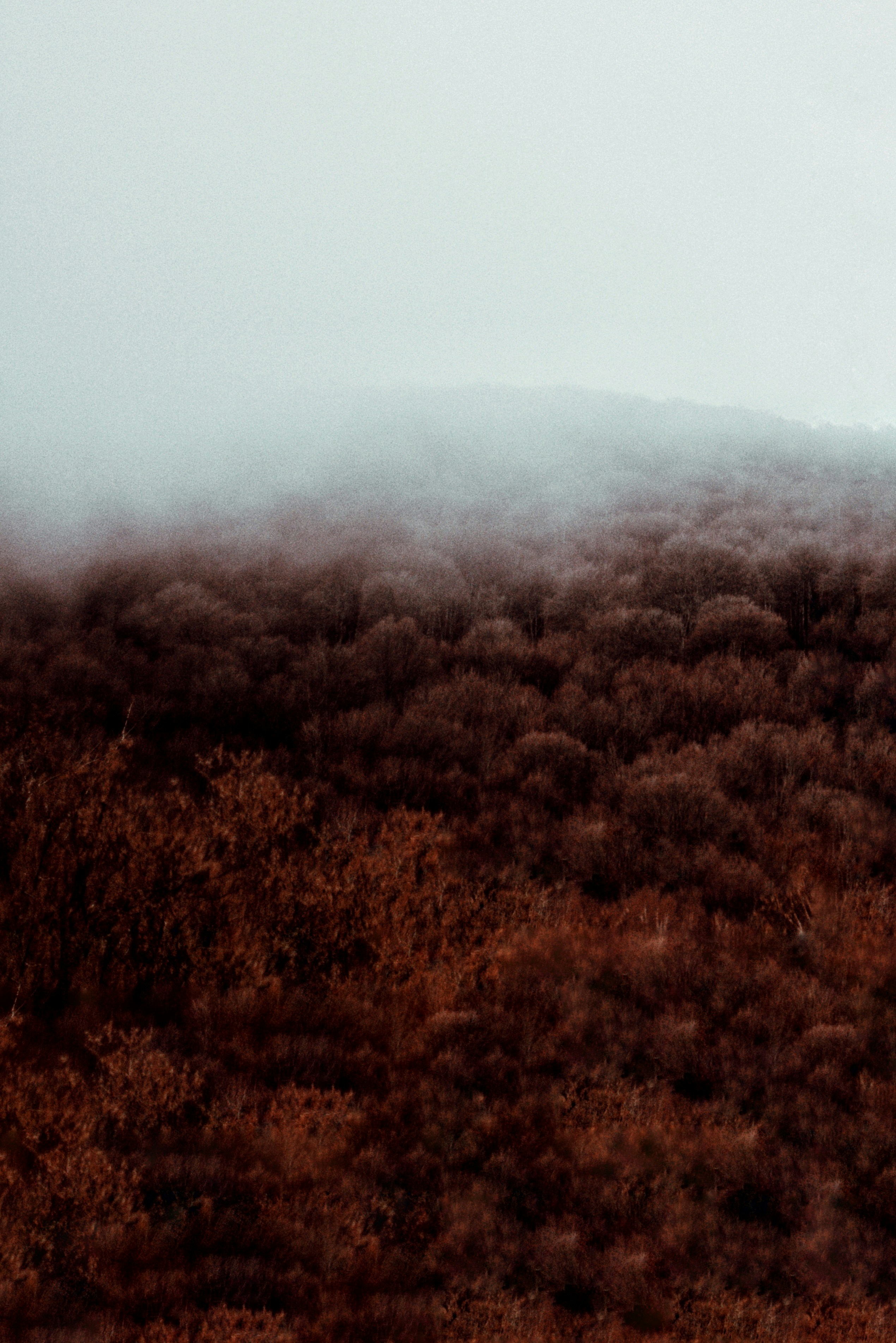 Misty Ridge: Autumnal Foam over a Quiet Forest Valley