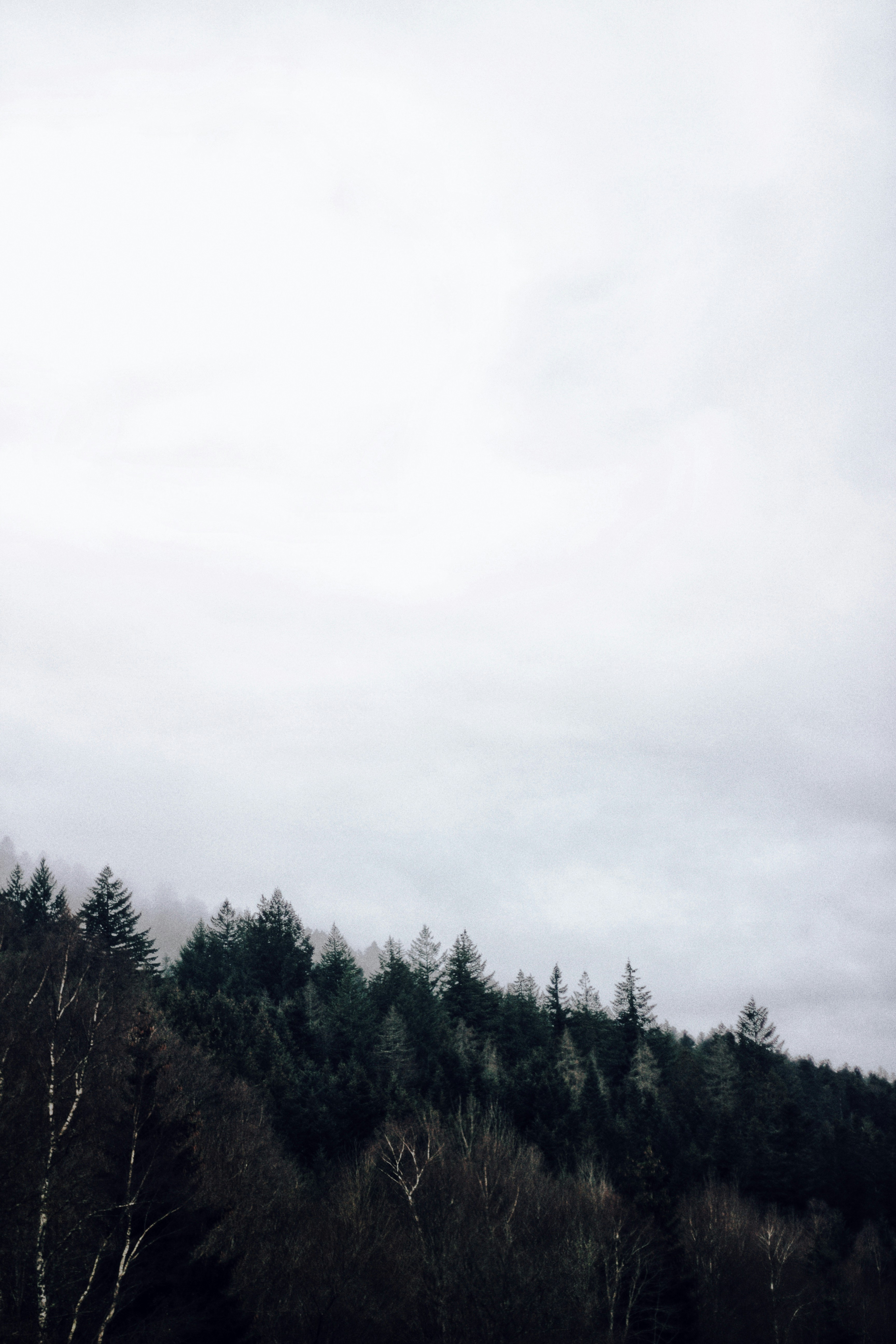 Dense evergreen trees rise against a cloudy sky, capturing the essence of a tranquil yet moody landscape.