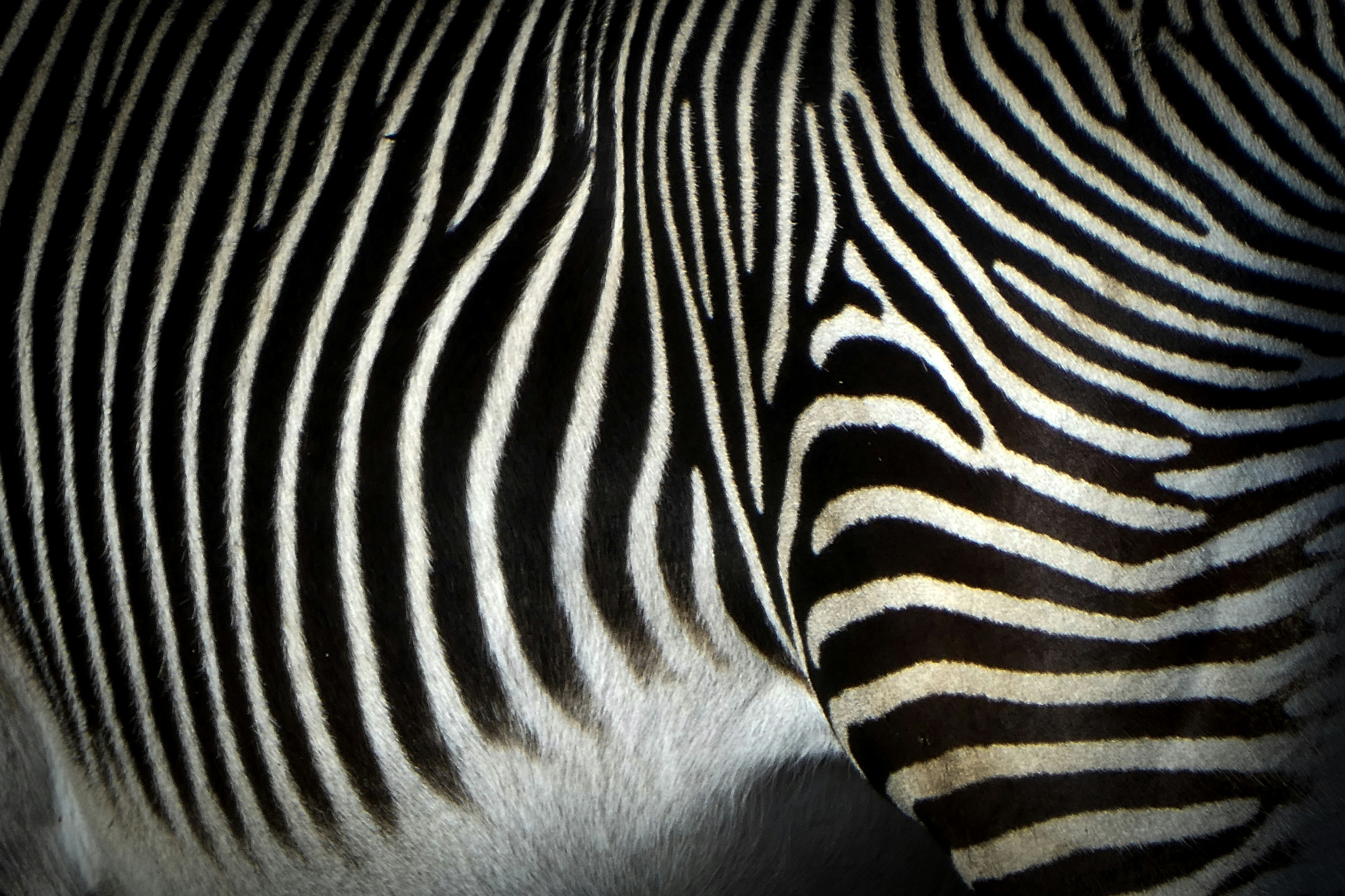 Zebra Pattern Pictures | Download Free Images on Unsplash
