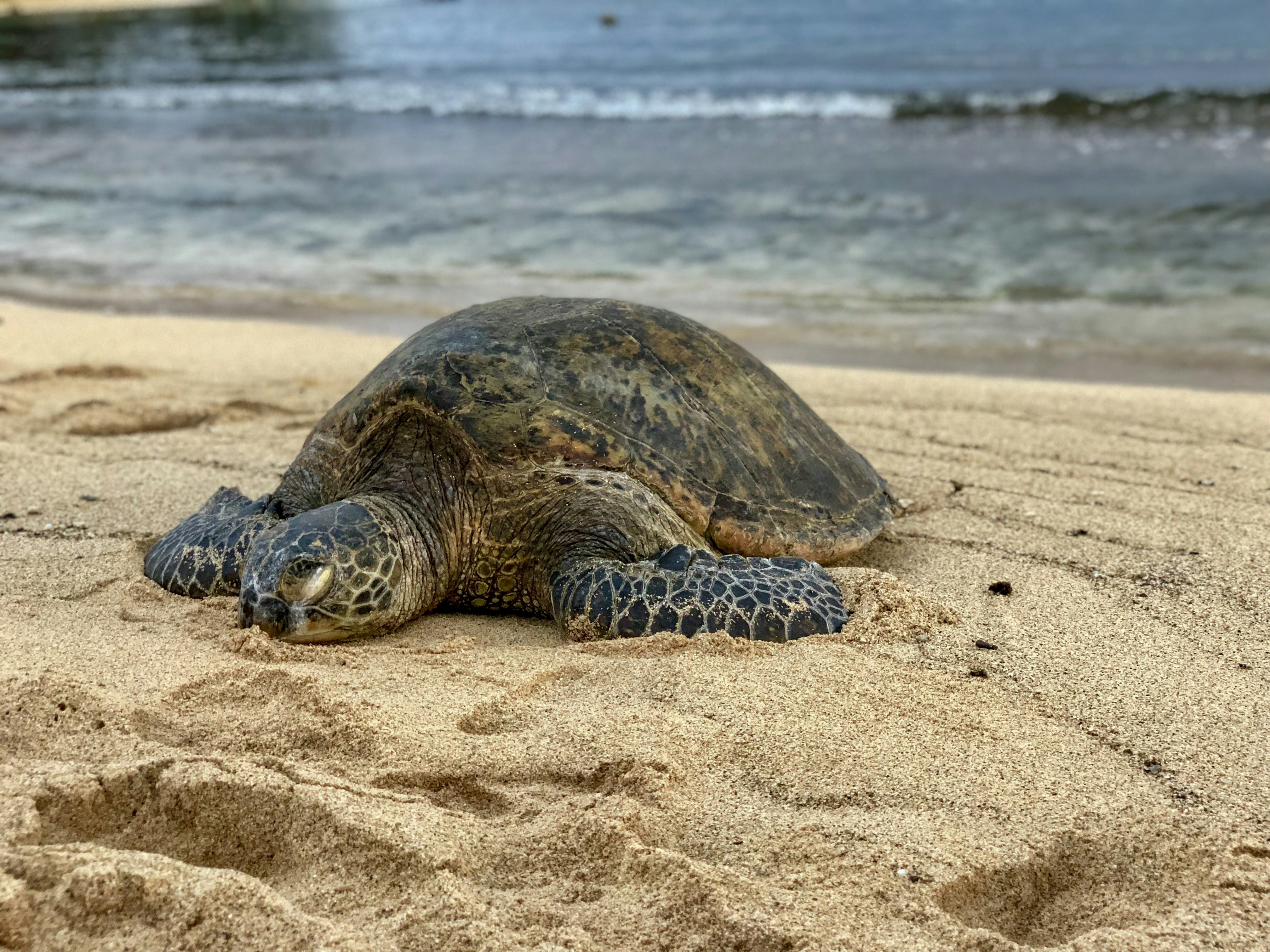 Turtle on beach sand photo – Free Animal Image on Unsplash