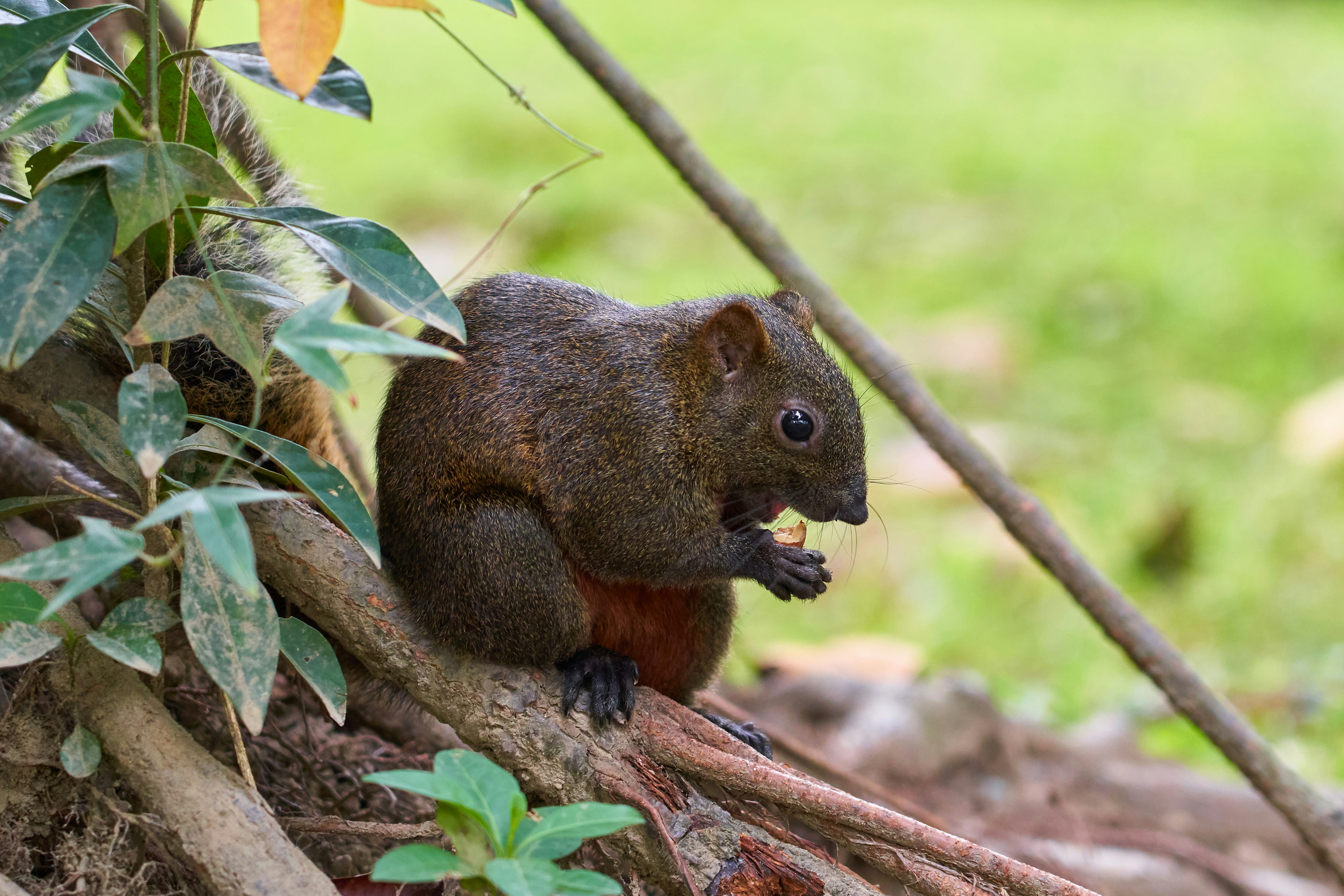 Gray squirrel on tree root photo – Free Taipei city Image on Unsplash
