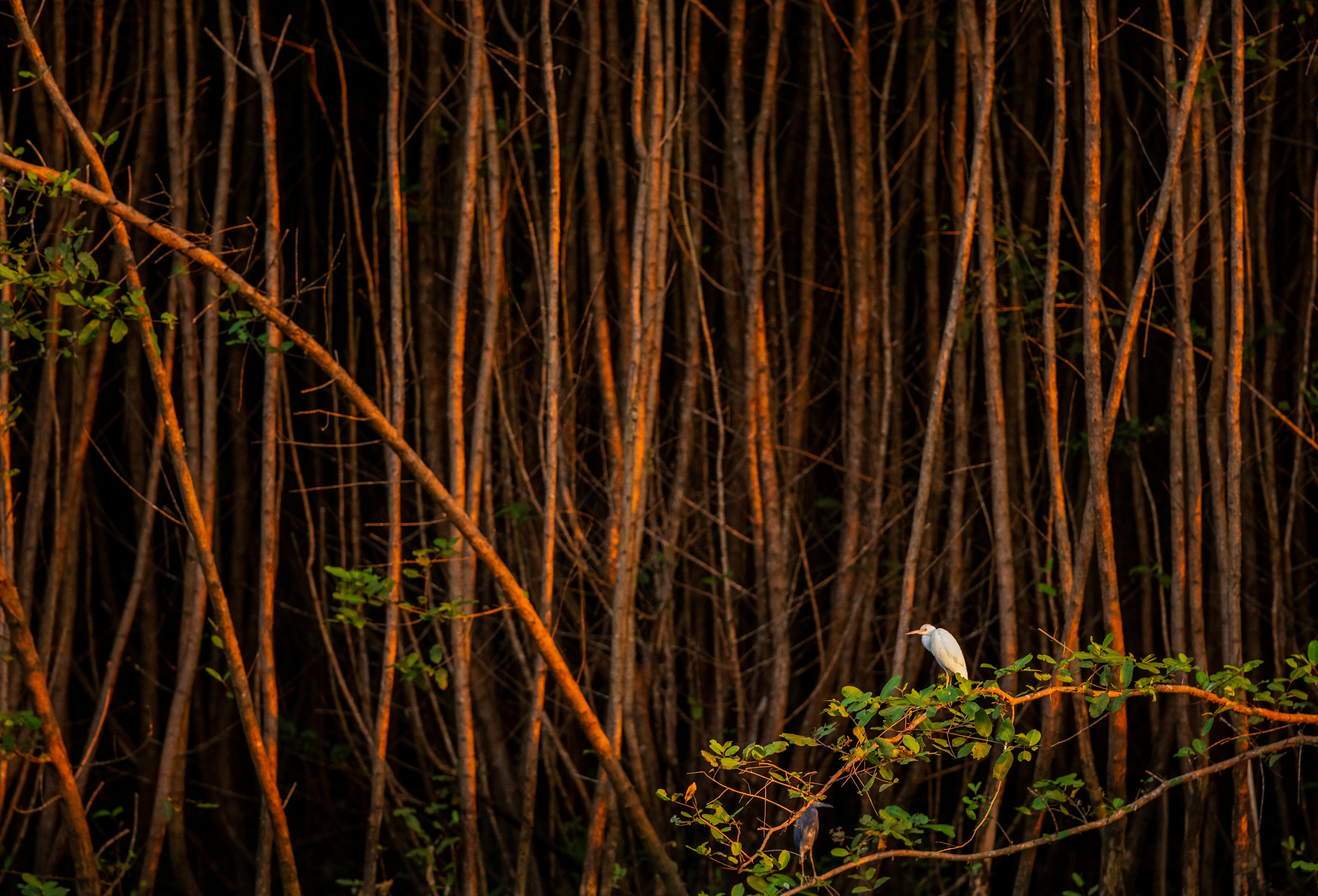 white bird perched on tree