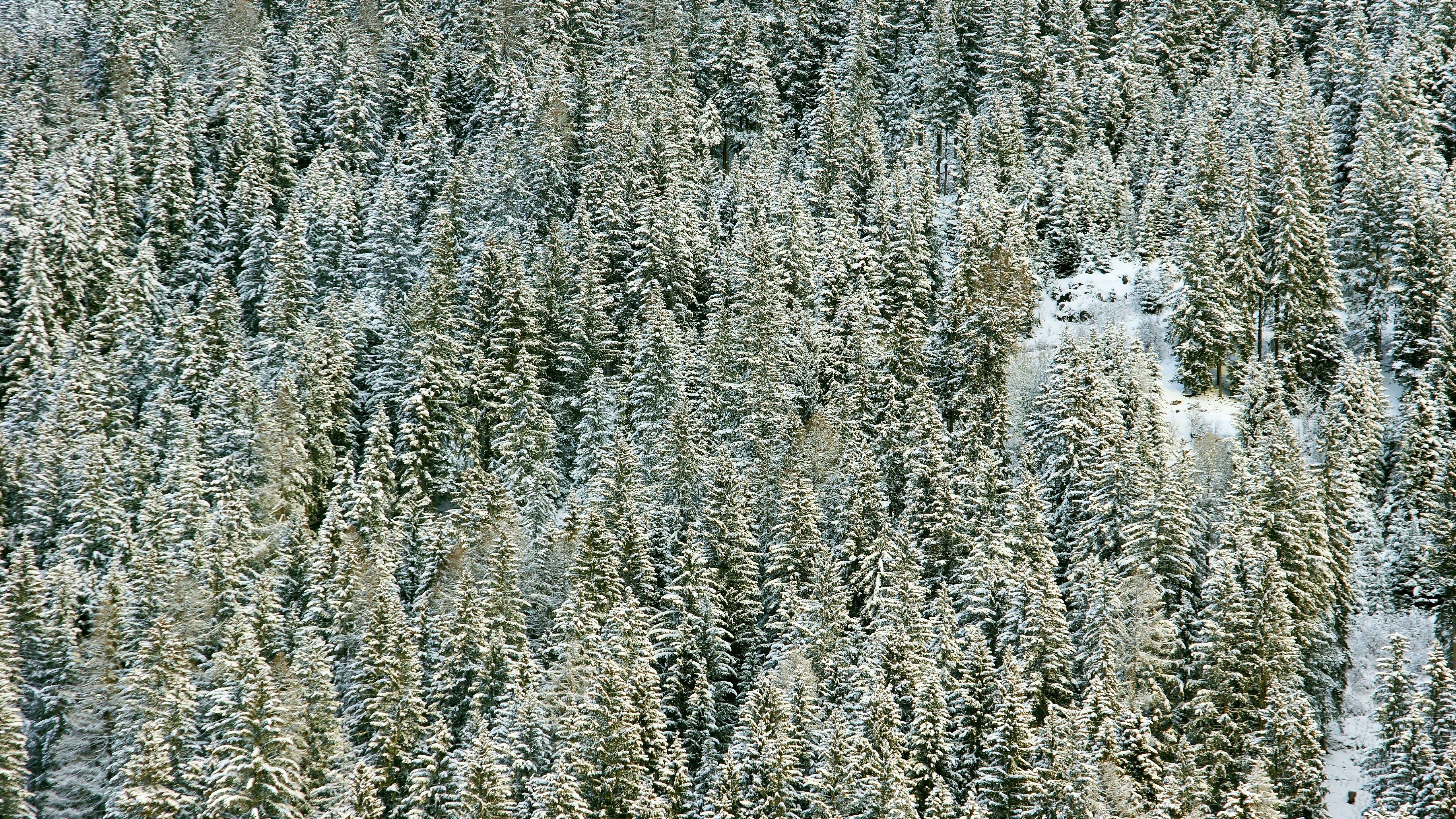 Snow-Cloaked Pines: A Quiet Aerial View of Frosted Conifers