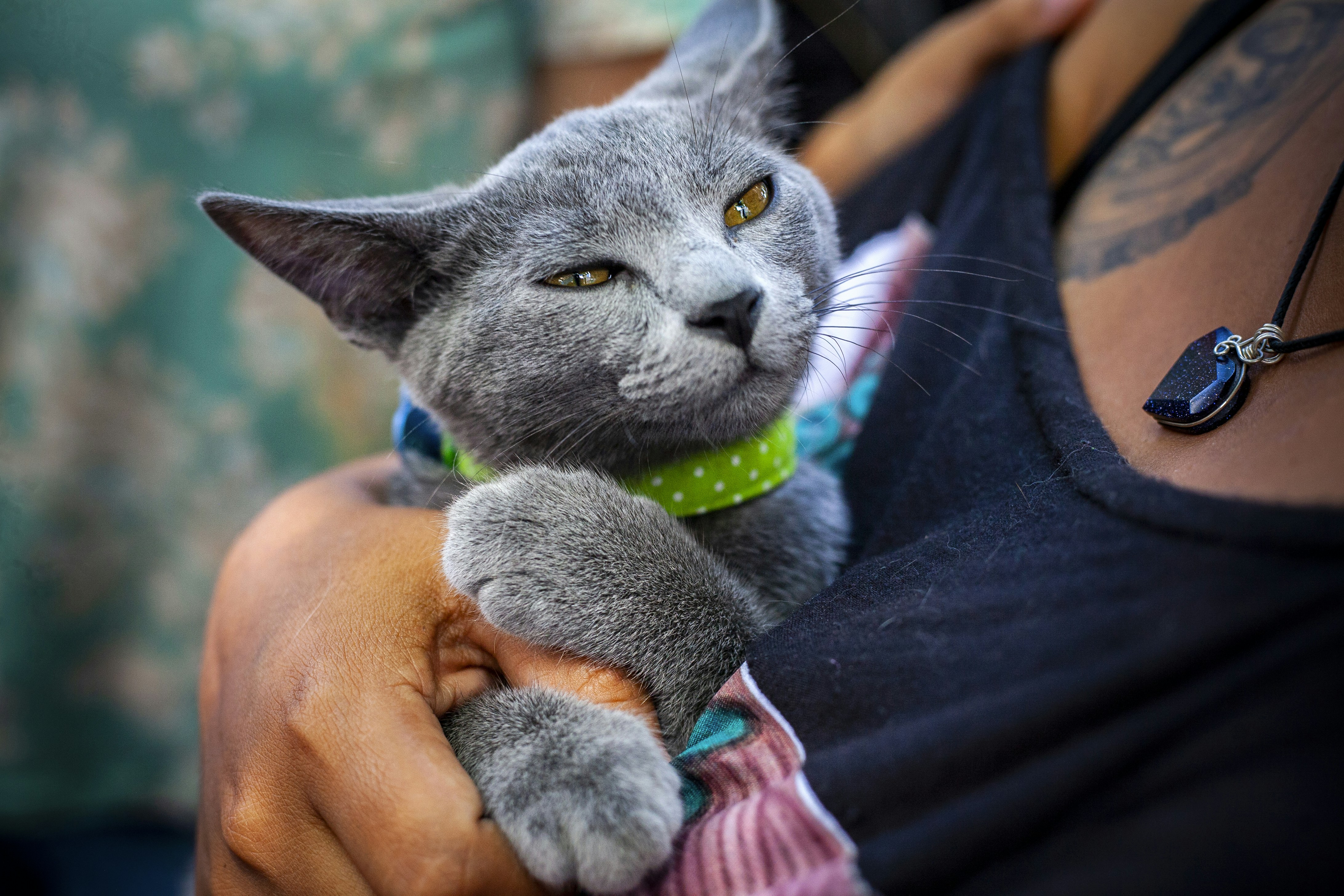 Person carrying gray cat photo – Free Mammal Image on Unsplash