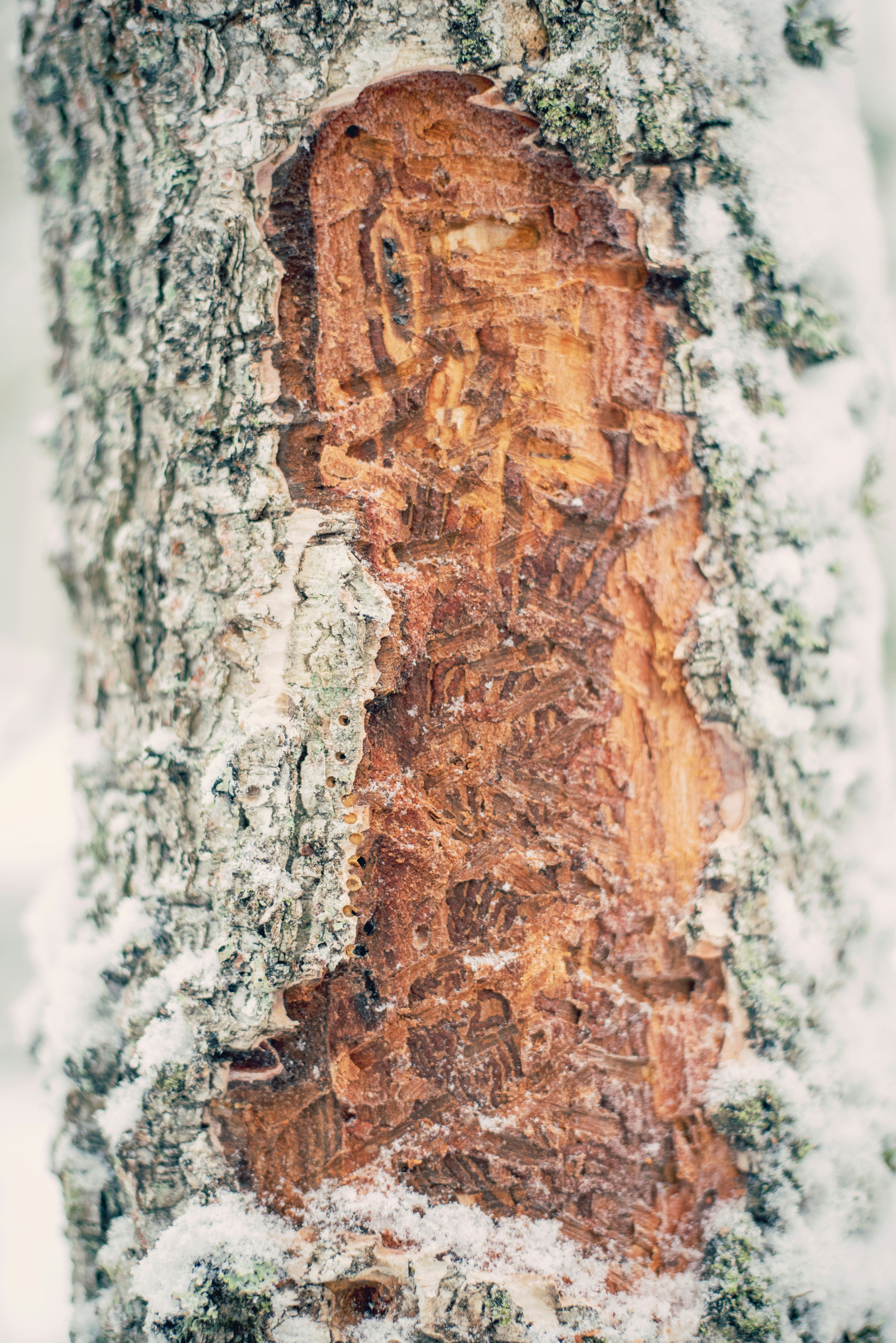 Winter's Core: close-up of peeling bark revealing warm heartwood
