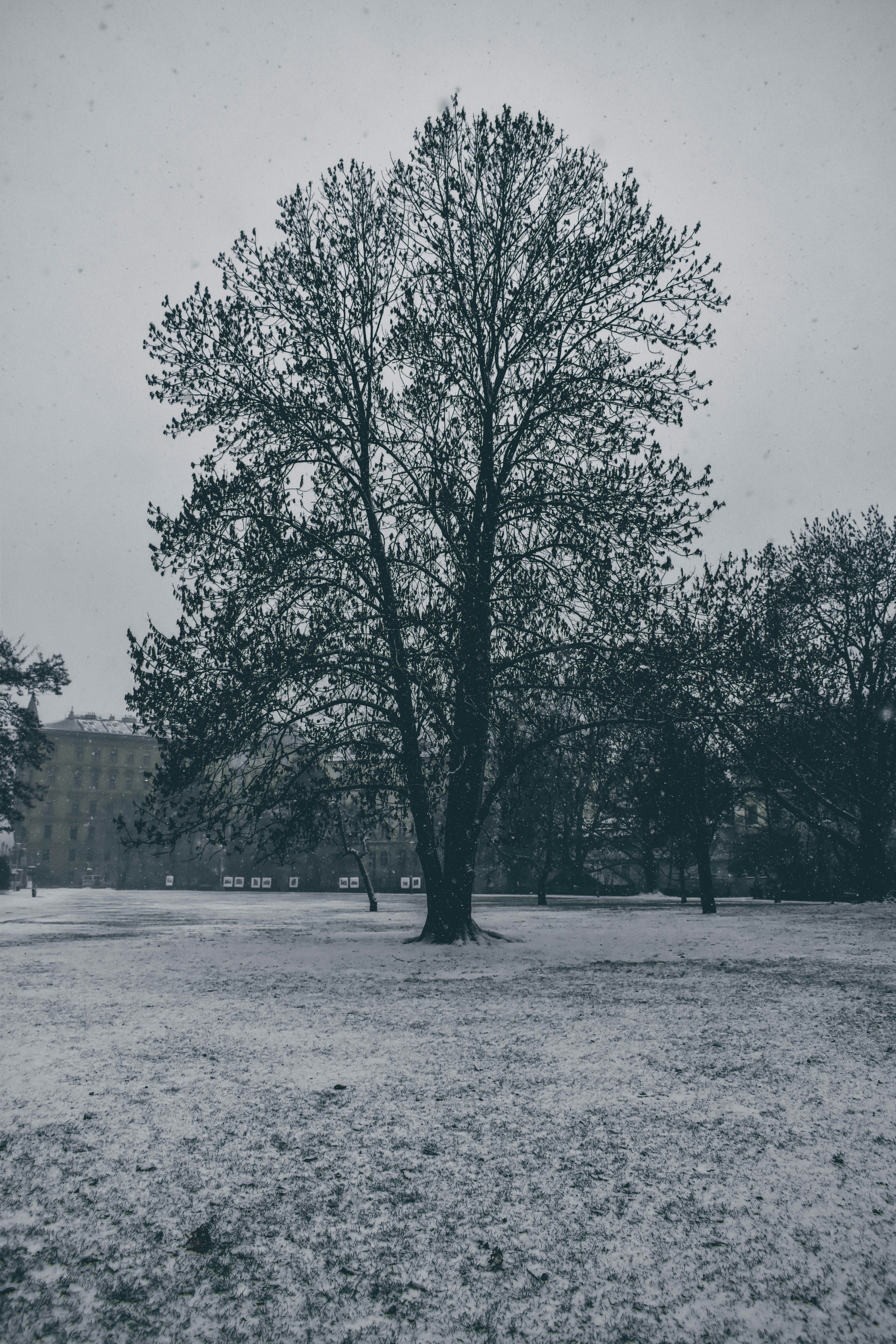 A solitary tree stands amidst a blanket of snow, surrounded by a muted landscape in winter's embrace.