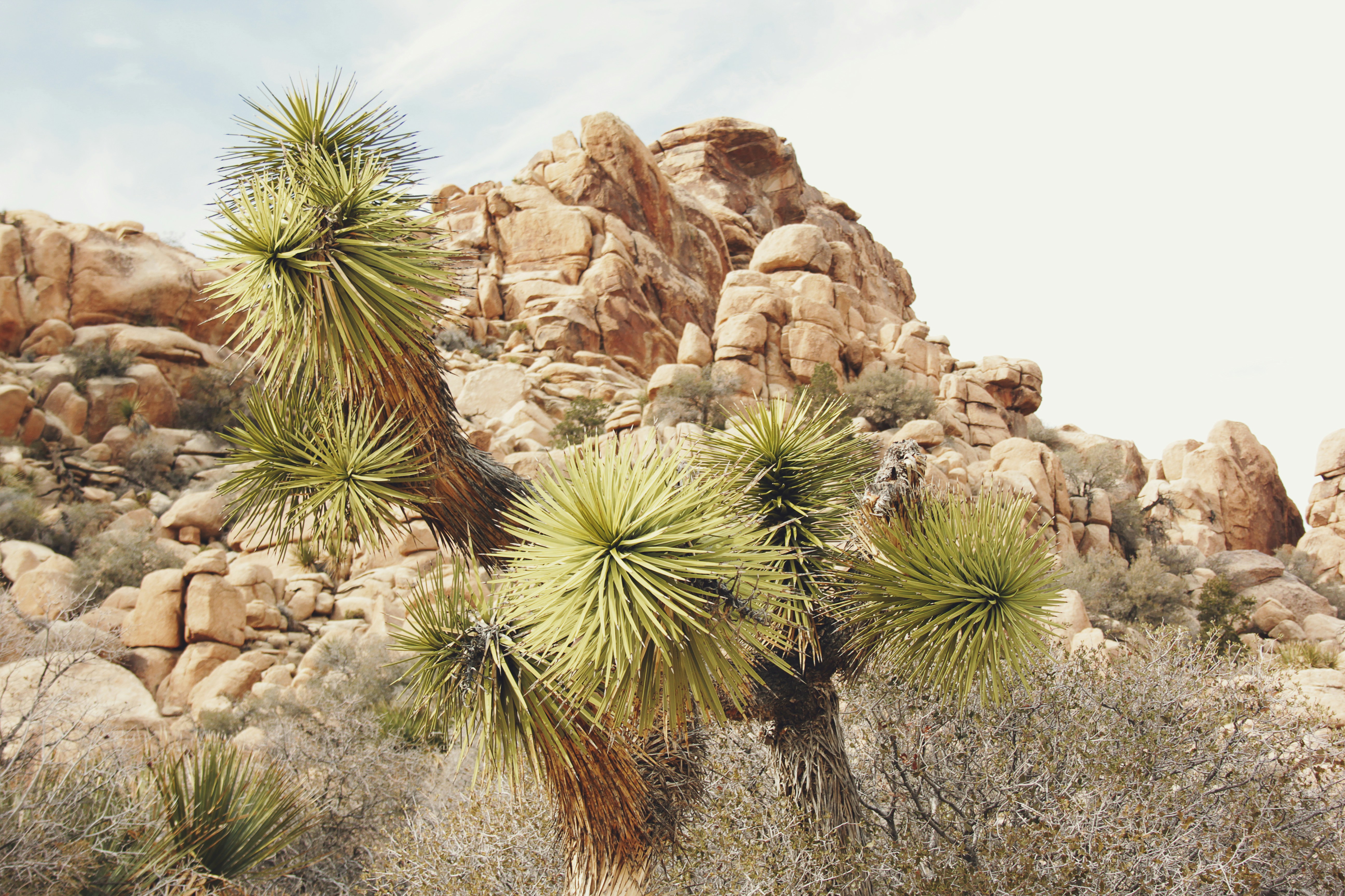 Green Joshua tree across brown rocks photo – Free Joshua tree national ...