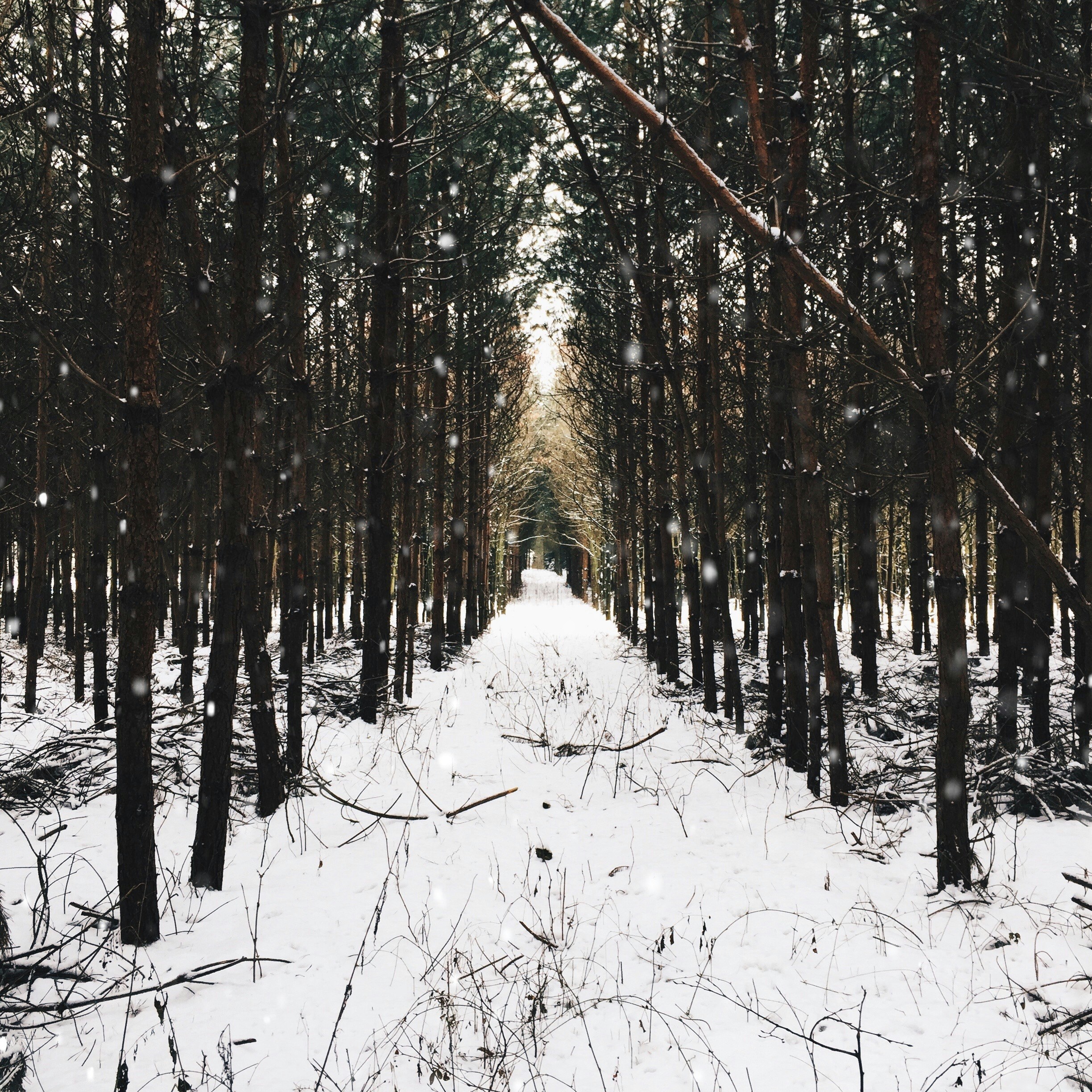 Forest pathways photo – Free Forest Image on Unsplash