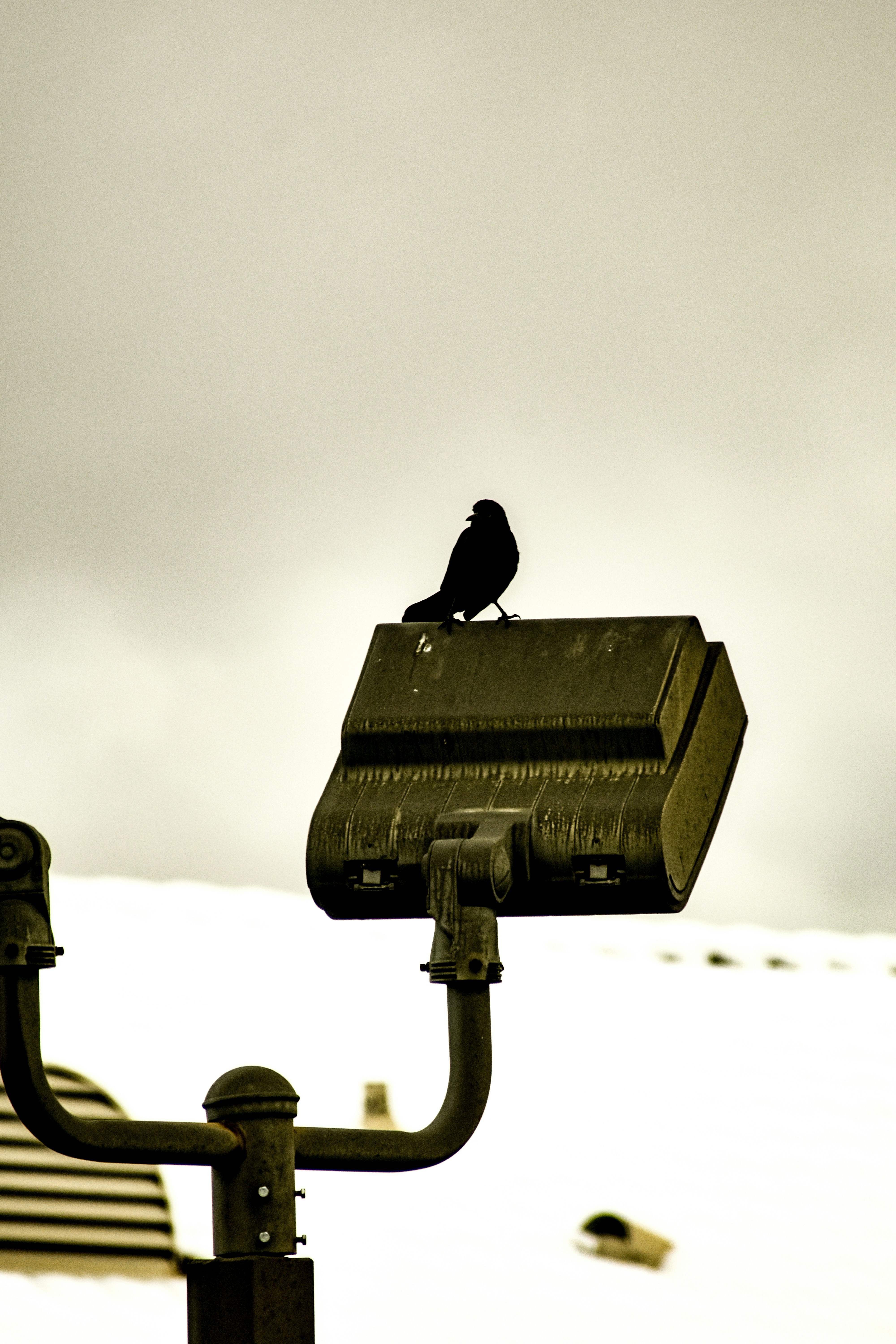 Silhouette Sentinel: Crow Perched Above a Street Lamp at Dusk