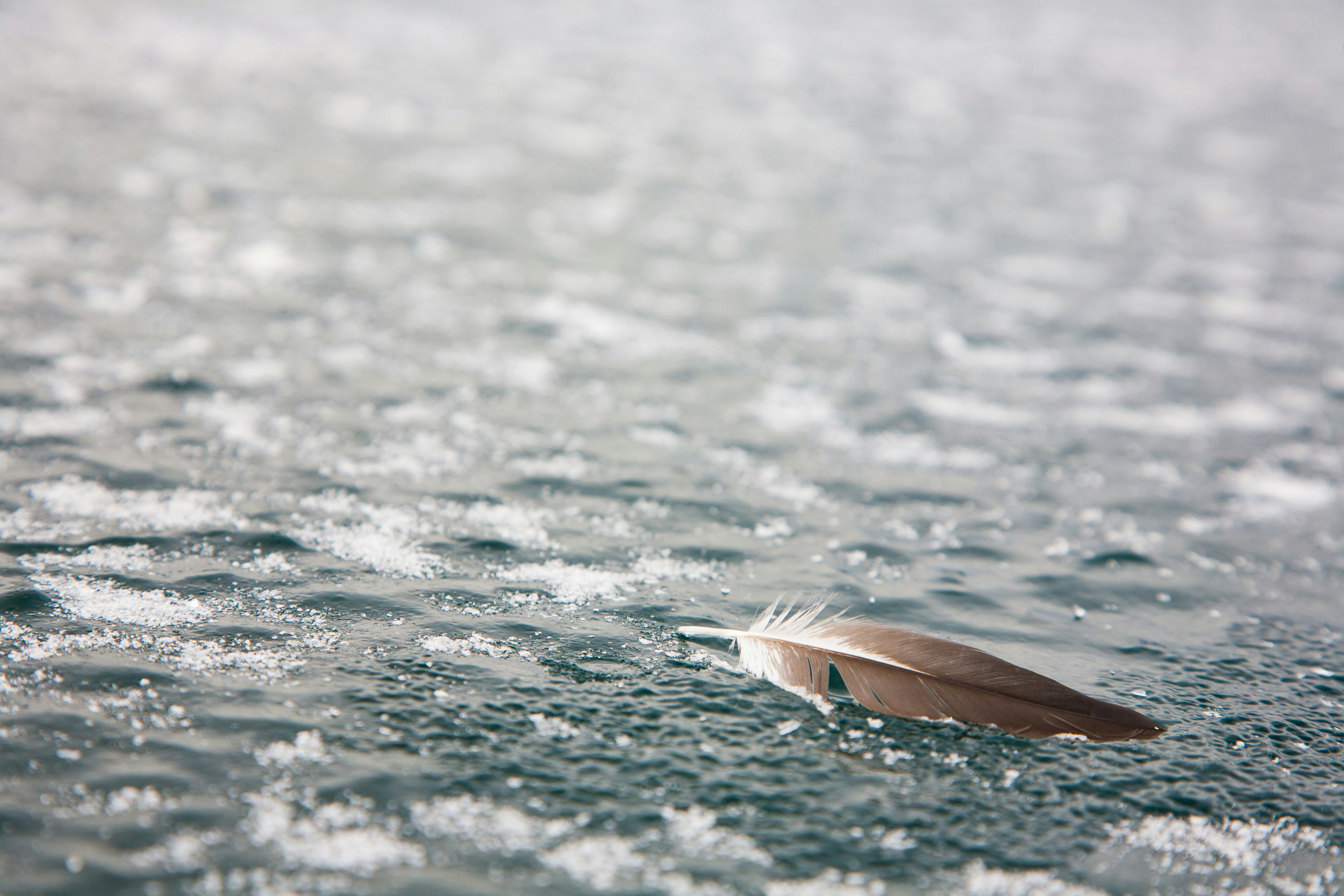 Floating Feather: a solitary leaf drifts across a frost-kissed sea