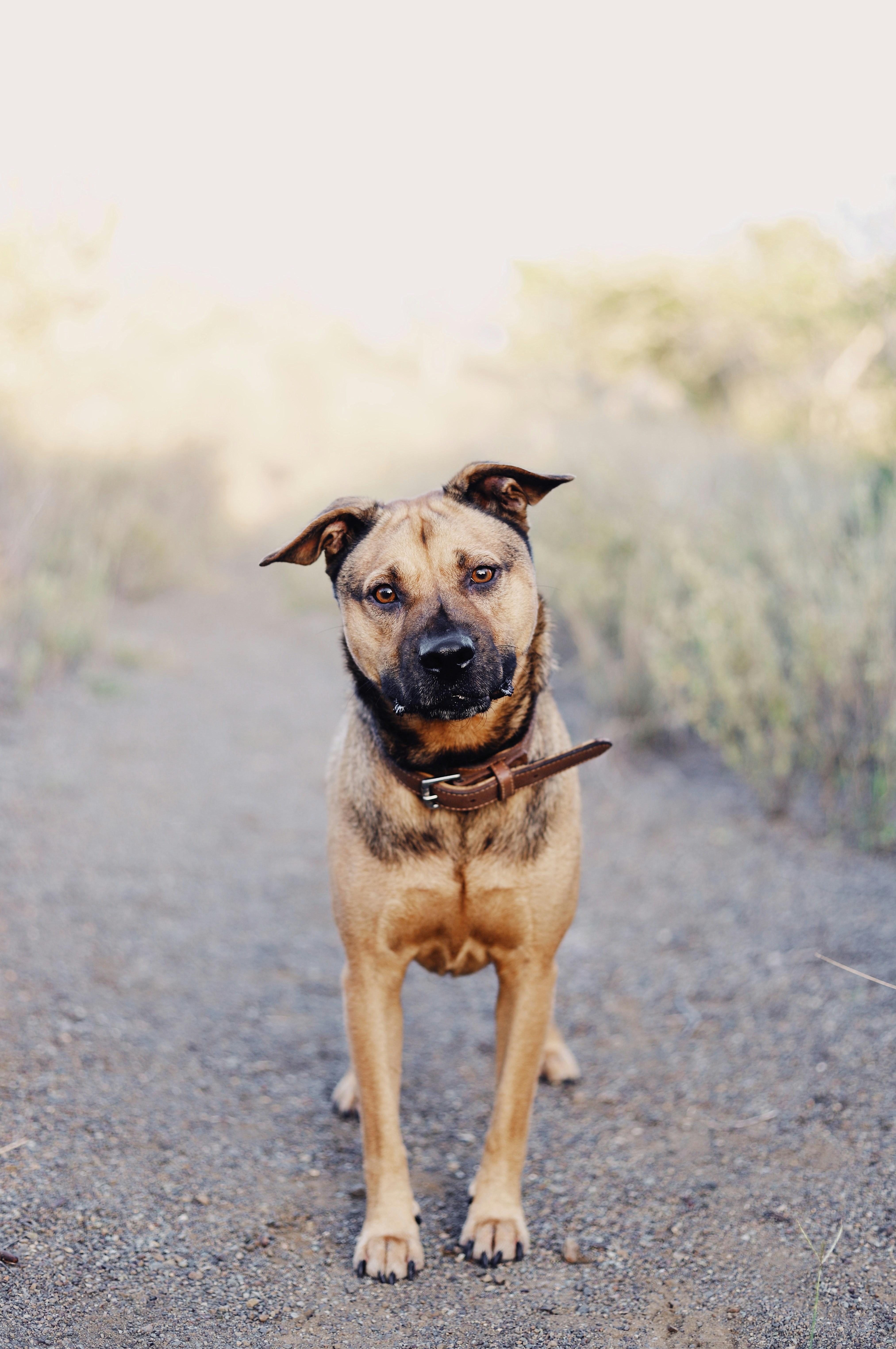 Rescue Dog Pictures | Download Free Images on Unsplash