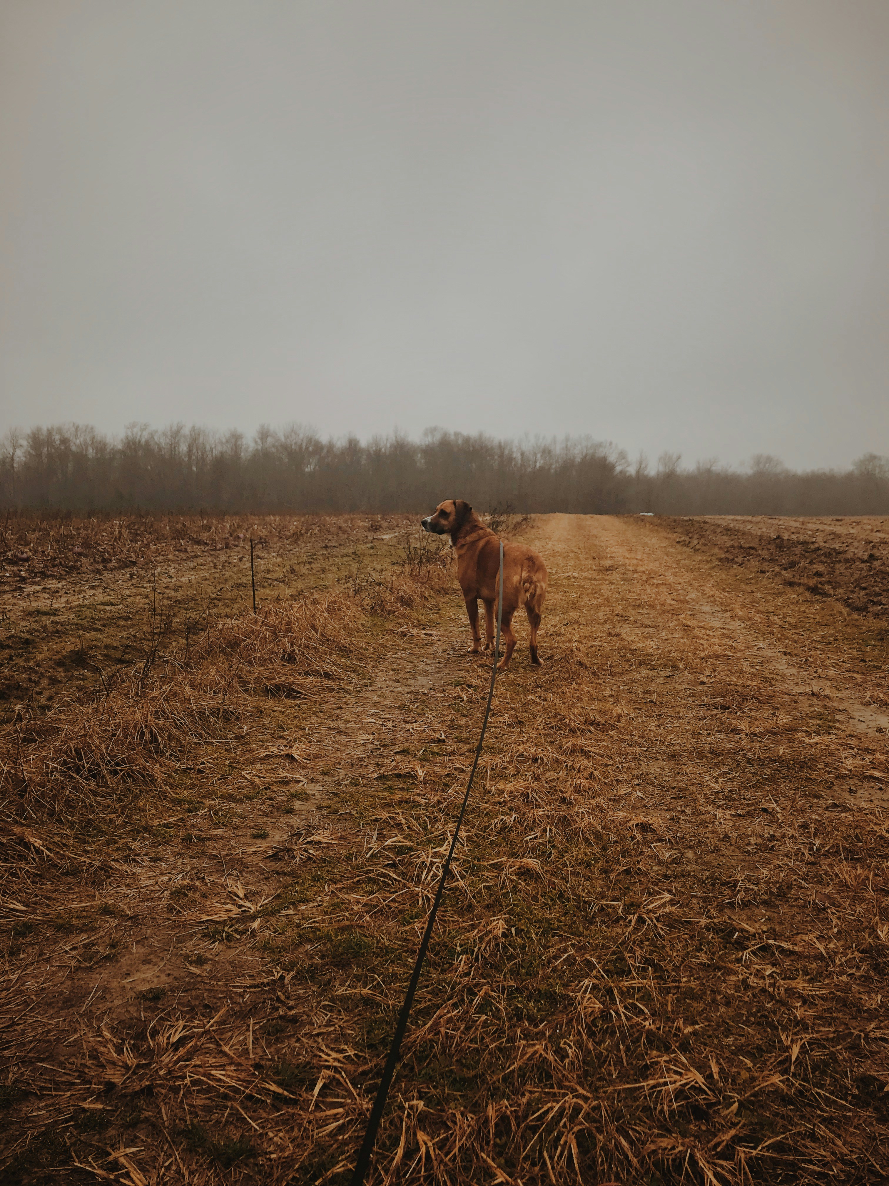 Trail-Driven Sentinel: A Dog on a Long Farm Road