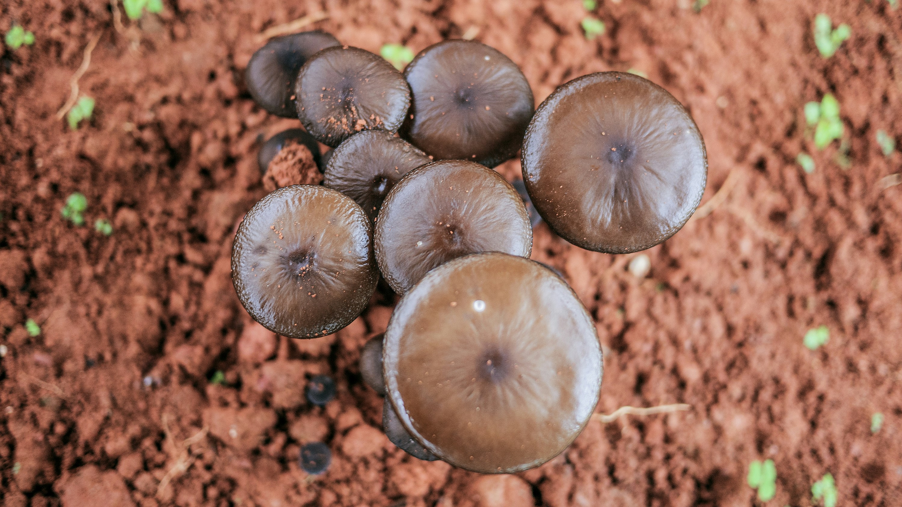 Cluster of dark brown mushrooms emerging from rich red soil, showcasing their unique shapes and textures.