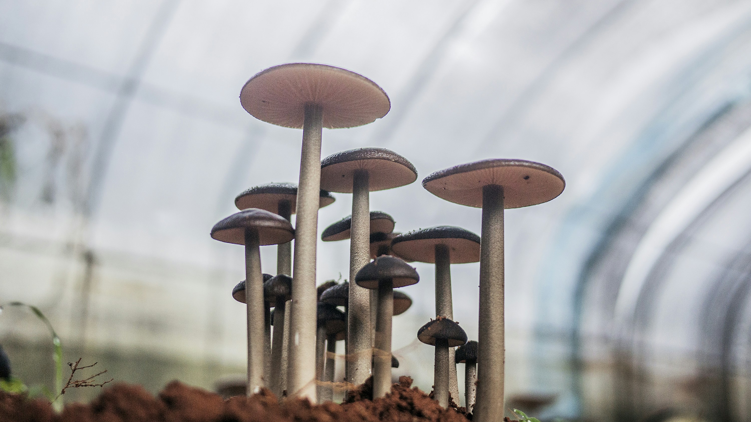 Cluster of mushrooms emerging from rich soil beneath a greenhouse, showcasing their delicate forms and earthy tones.