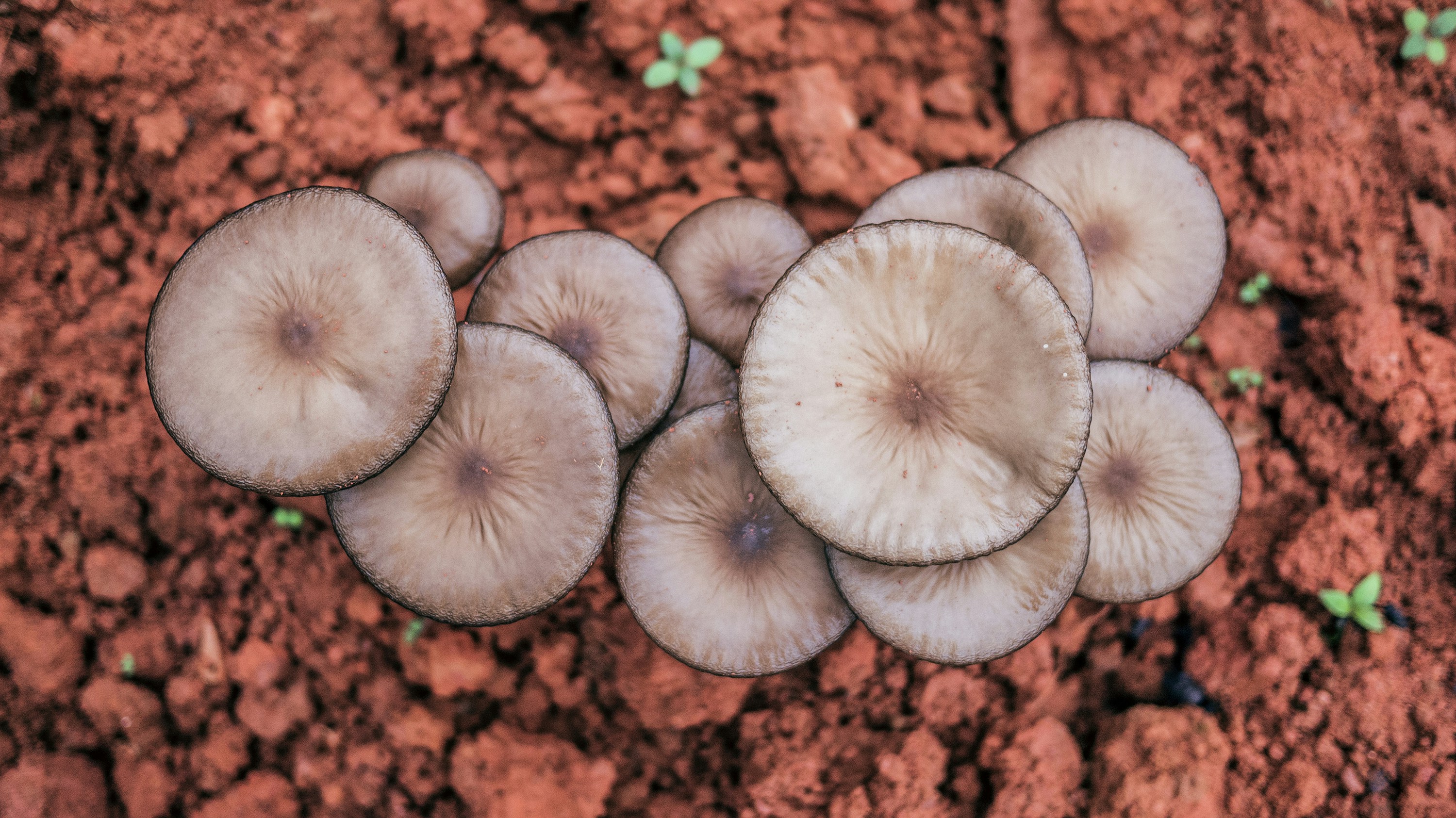 Moonlit Microclade: Fungal Caps in Red Earth