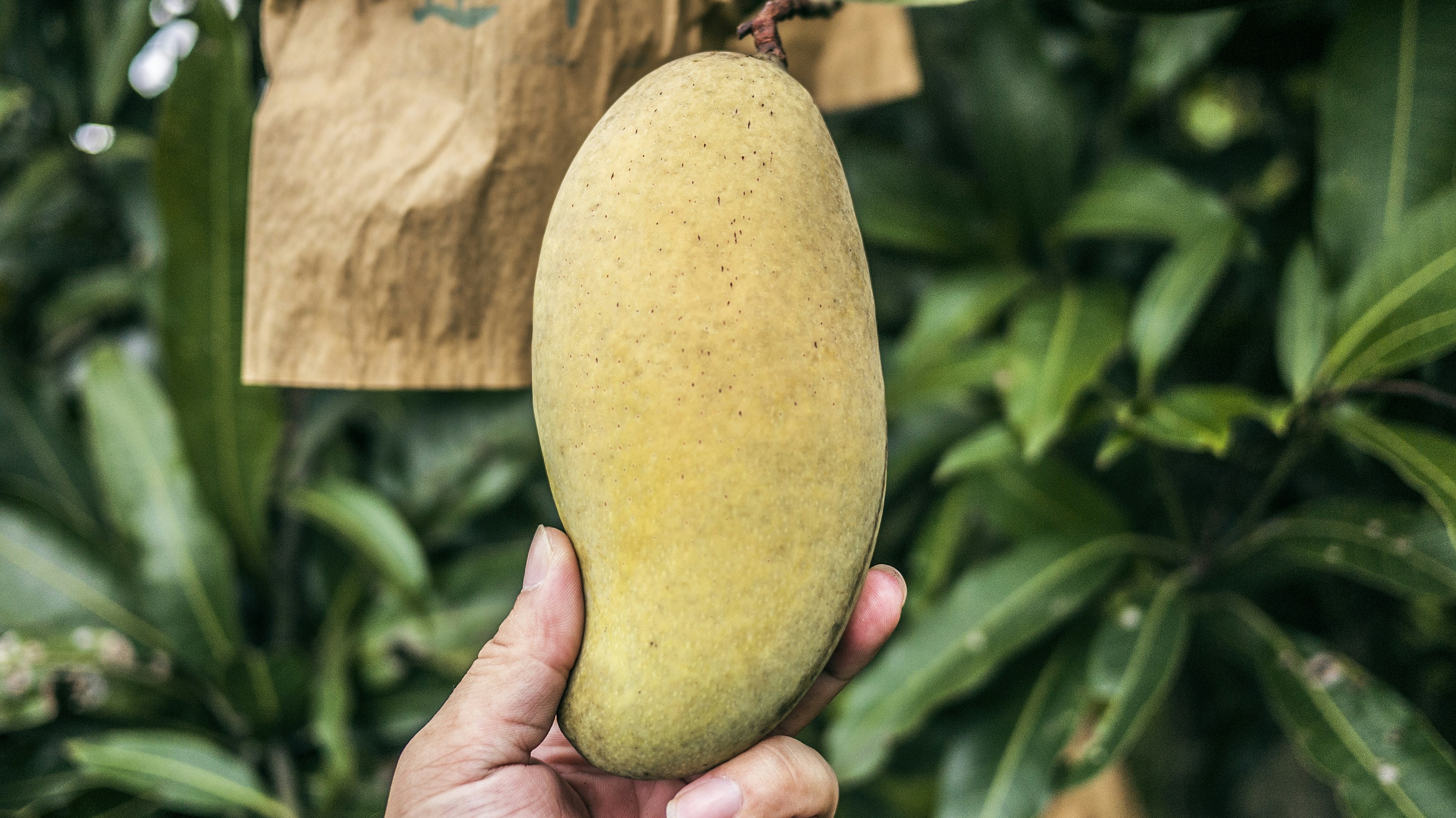 Ripe mango photo – Free Brown Image on Unsplash