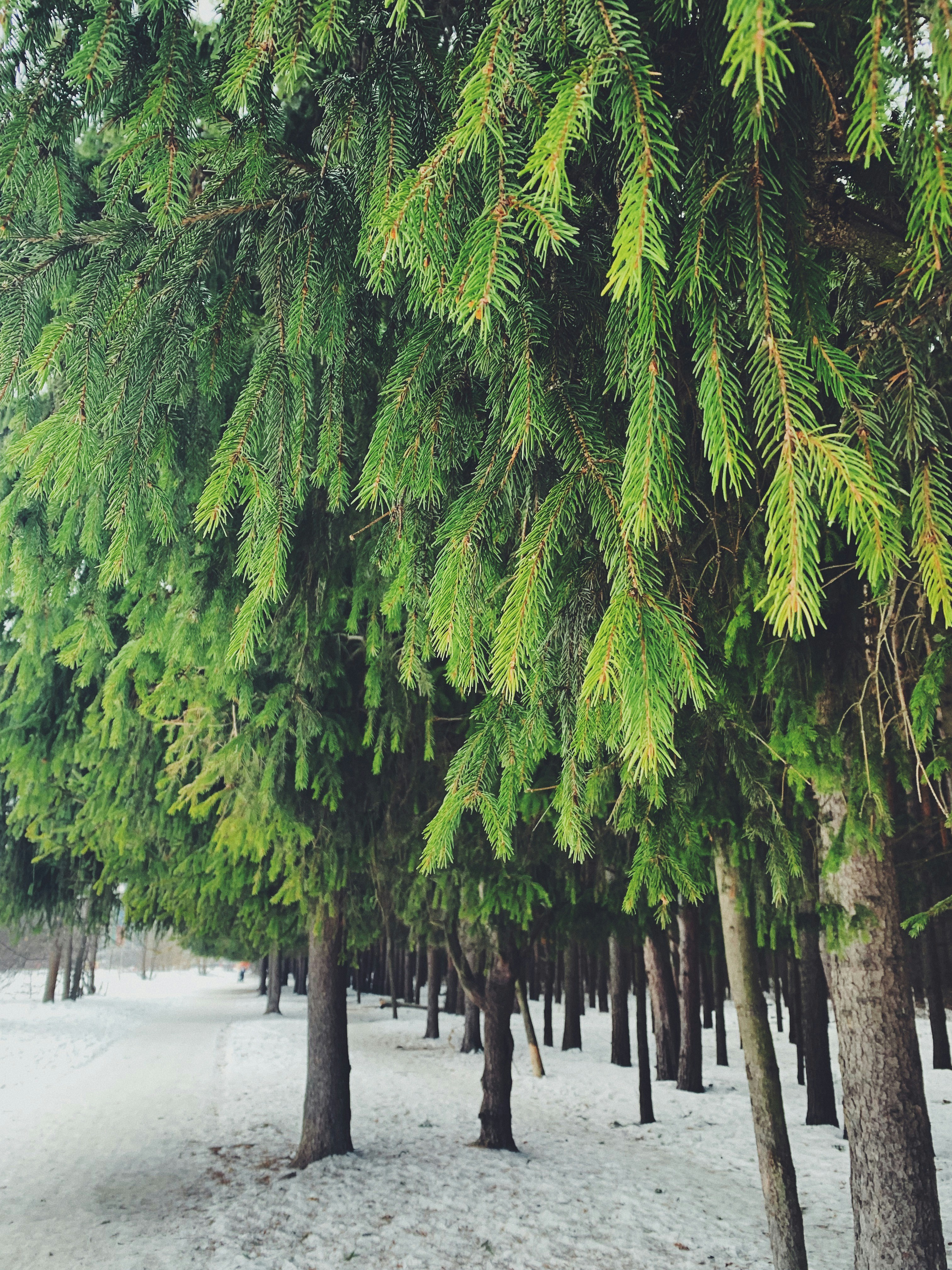 Quiet Corridor Under Snow-Laced Pines