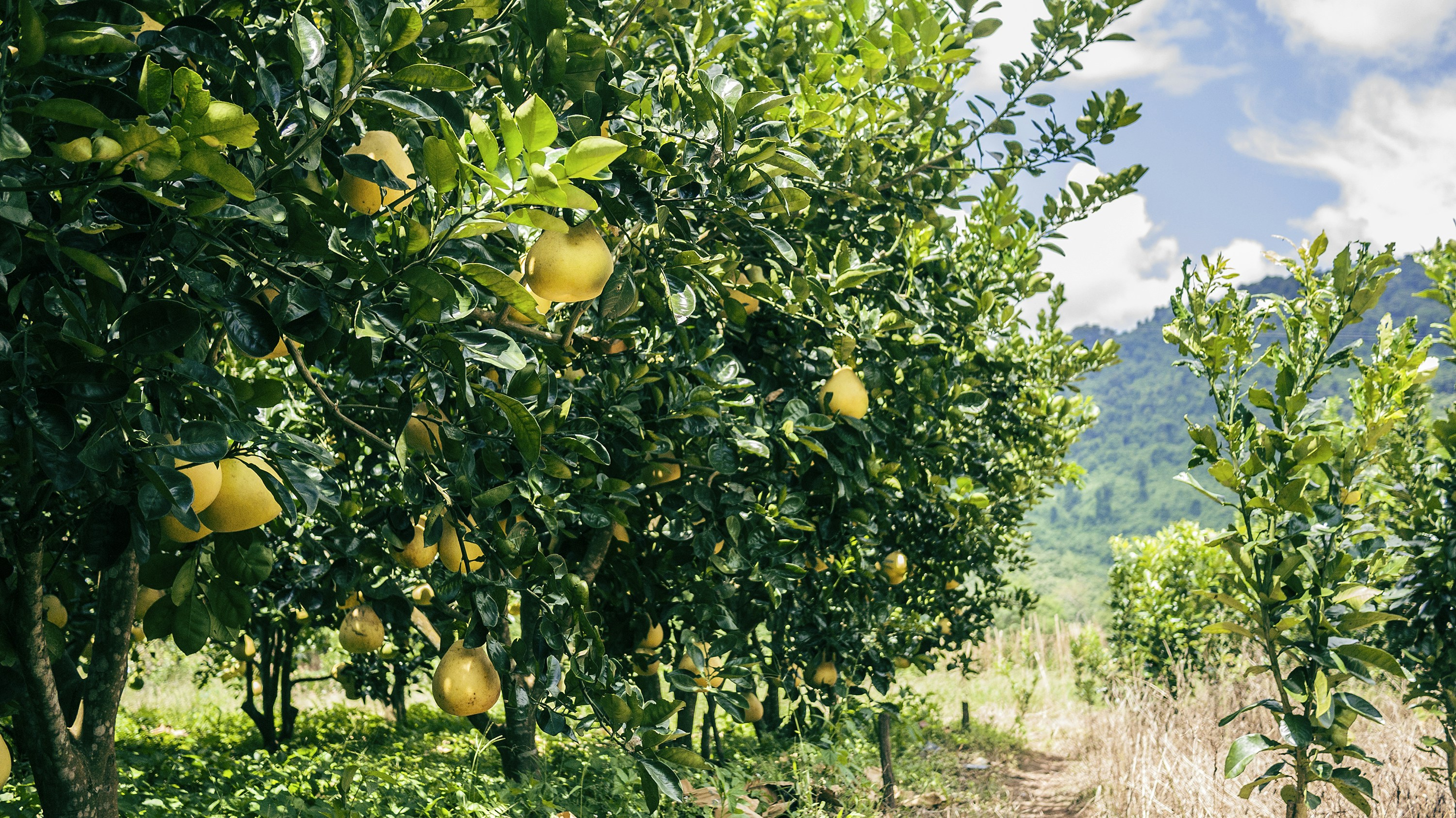 Lemon trees laden with fruit stand in neat rows under a bright blue sky with distant mountains.