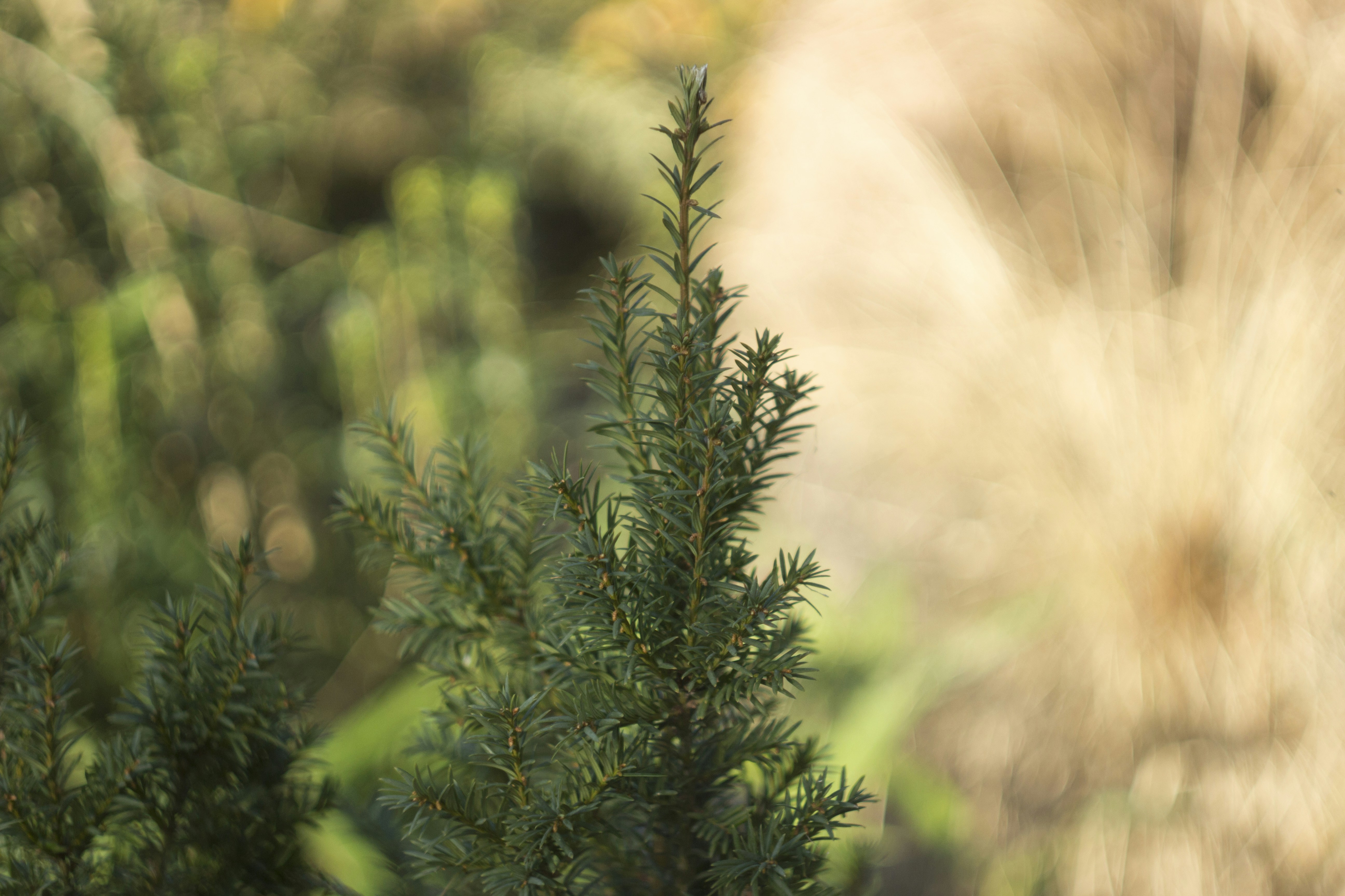 Tender Sprout in the Spotlight: A Close-Up of Foliage Against a Blurred Background