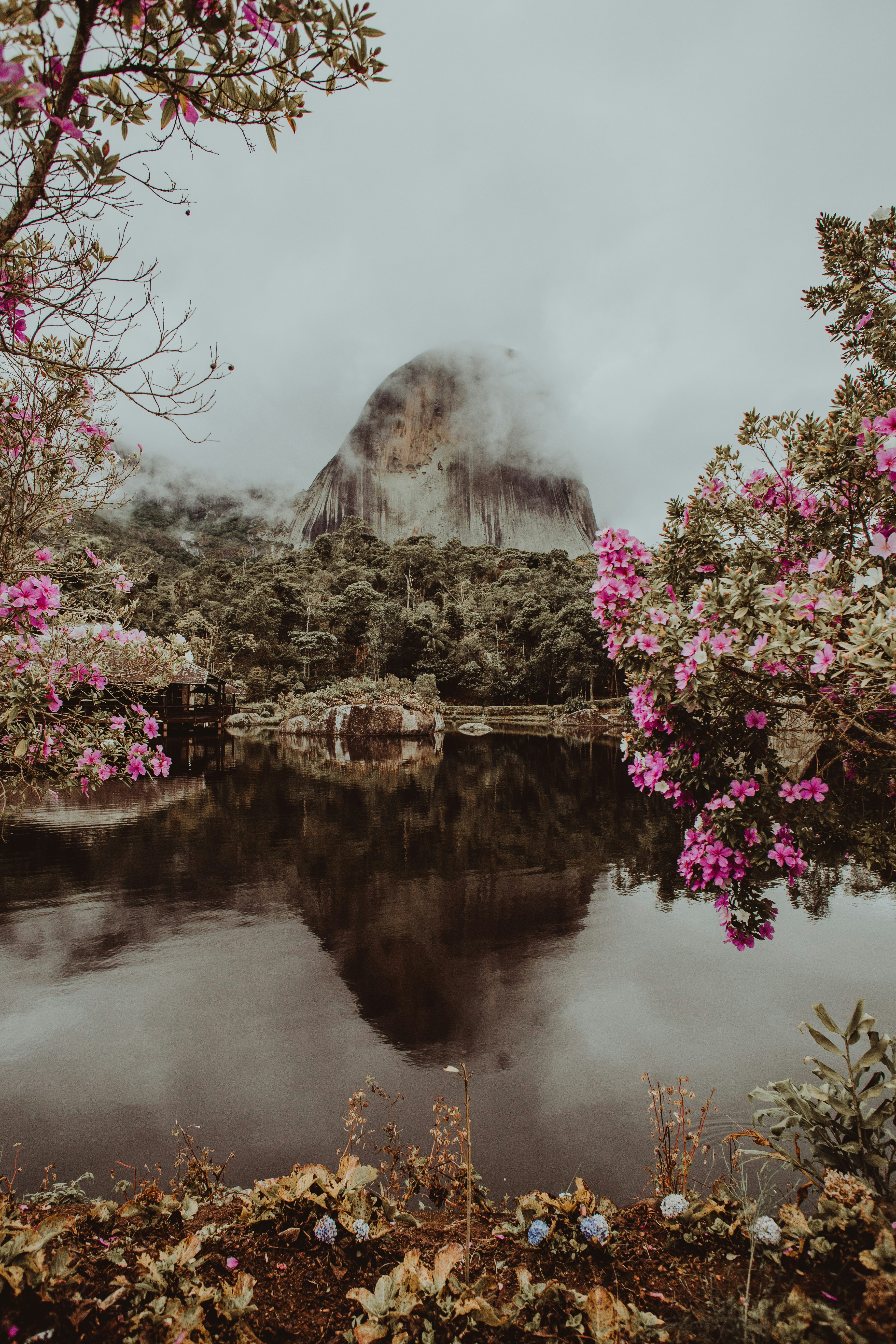 Misty Peak Reflected Among Vibrant Blossoms