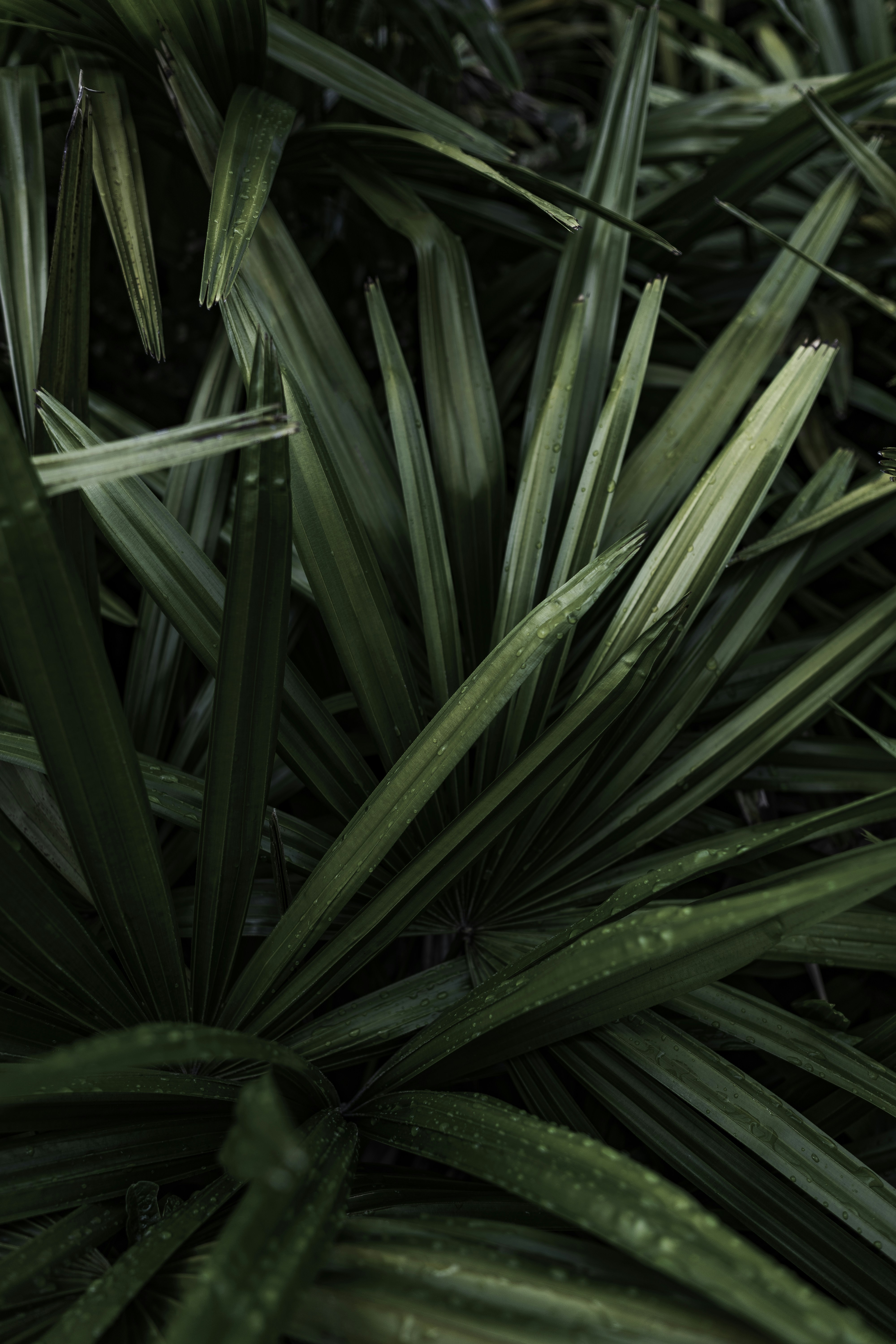 Closeup photography of green linear leaf plants photo – Free Grey Image ...