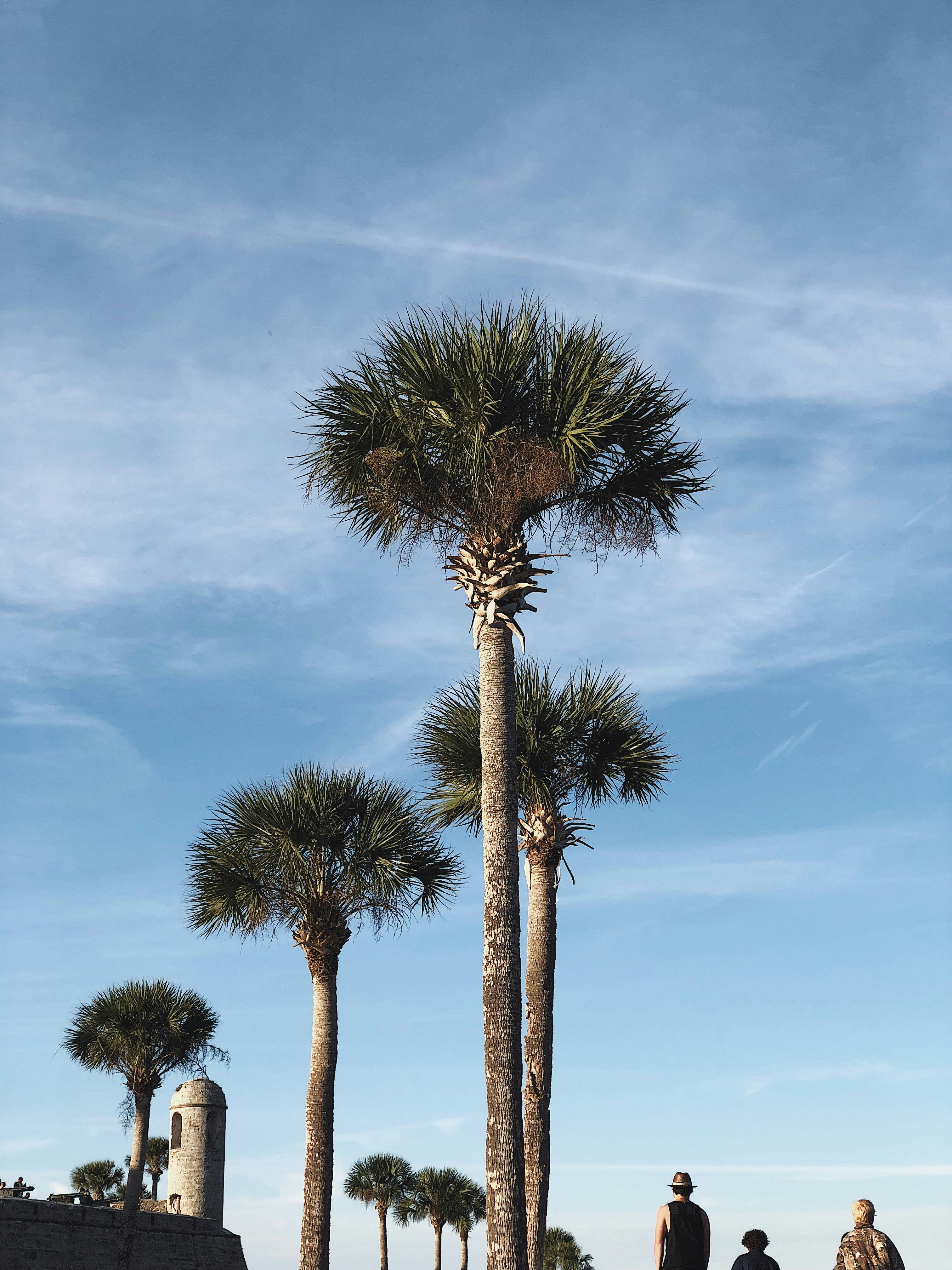 Tall palm trees silhouetted against a bright blue sky, with figures walking in the foreground. The scene captures a serene moment in a coastal environment.