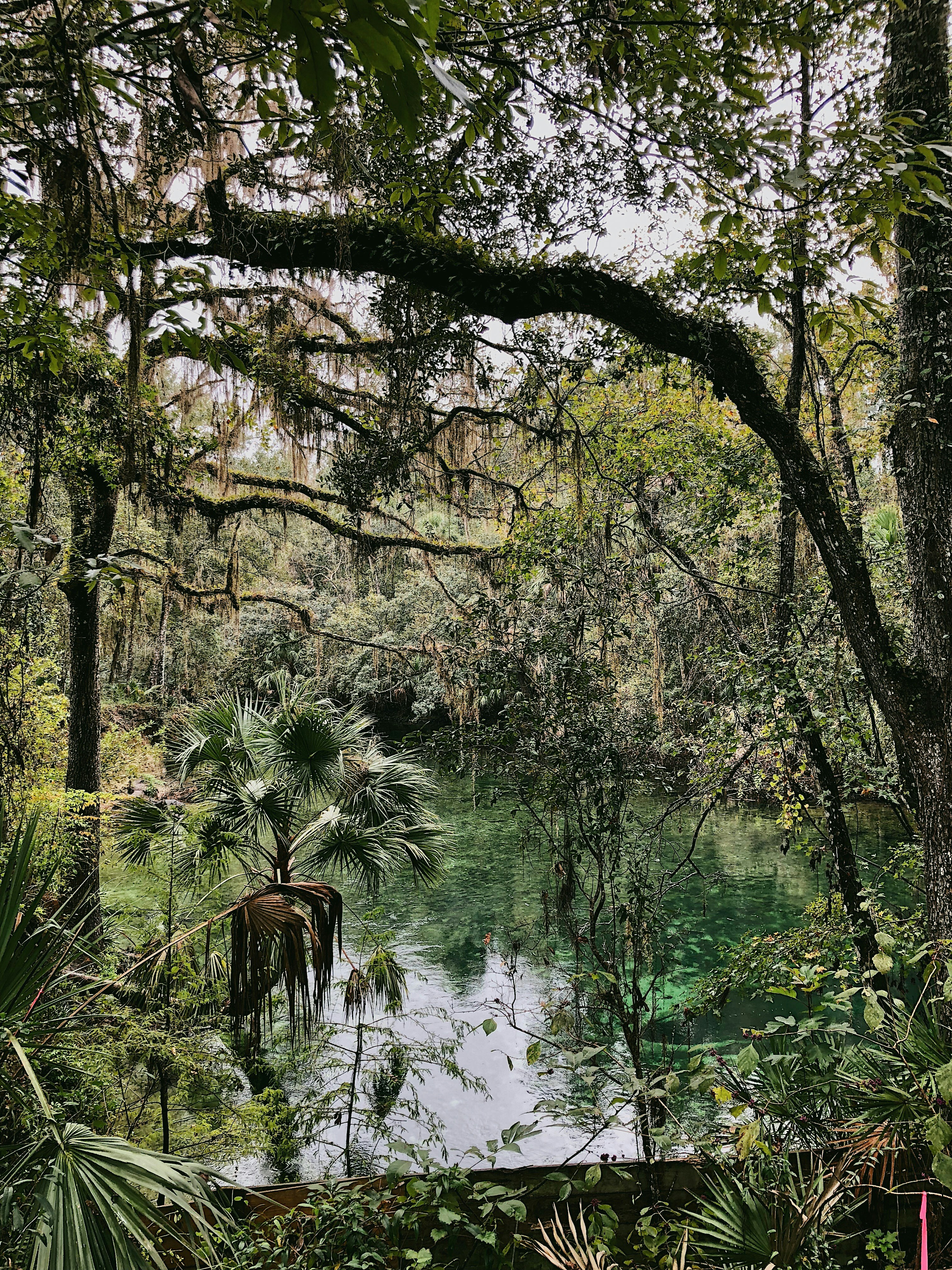Serene green waters surrounded by dense foliage and hanging moss, showcasing a tropical oasis. A solitary palm stands prominently in the foreground.