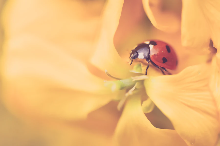 A red ladybug rests on the center of a soft yellow flower with creamy petals blurred around it.