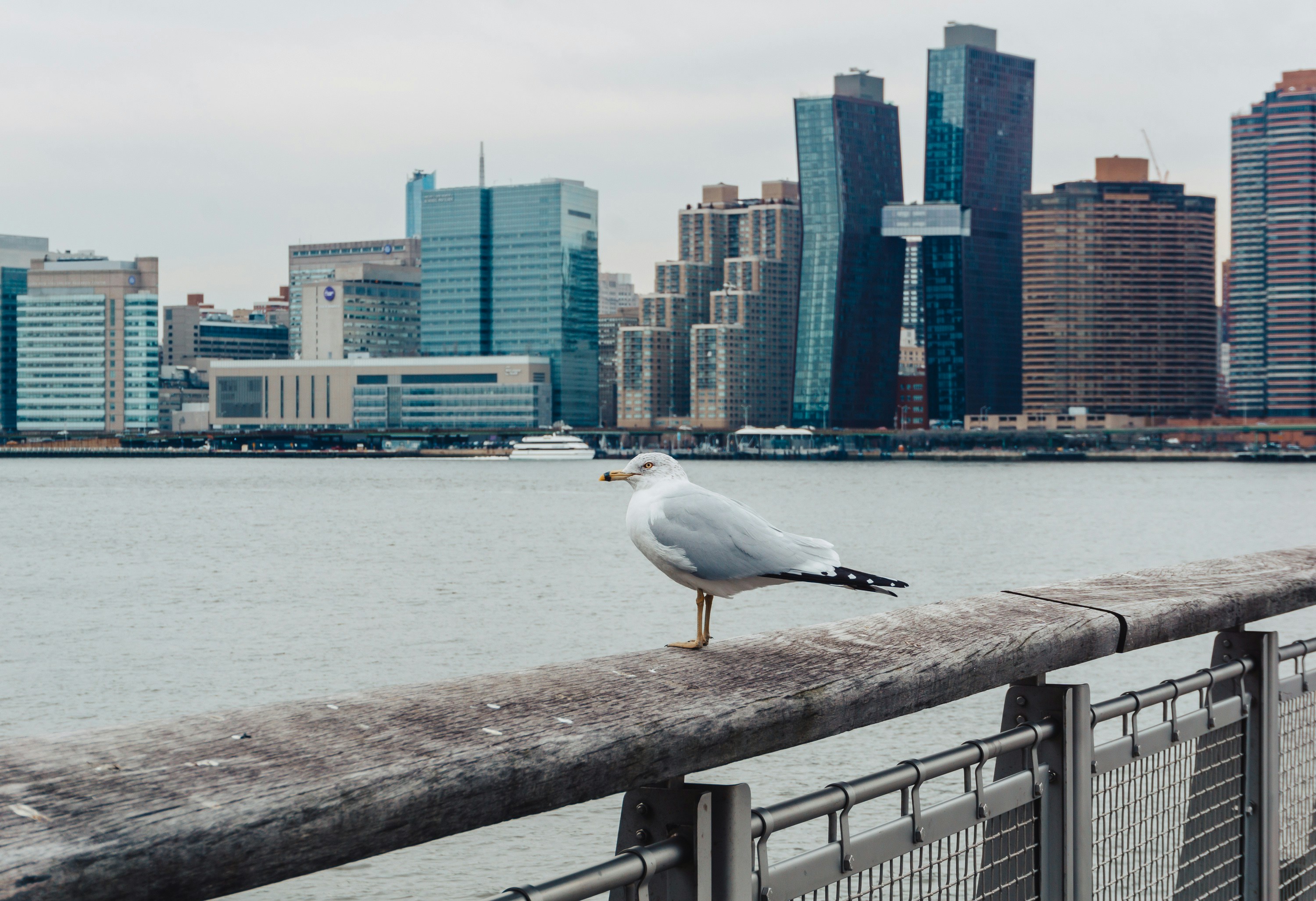 white seagull perching on brown handrail during daytime