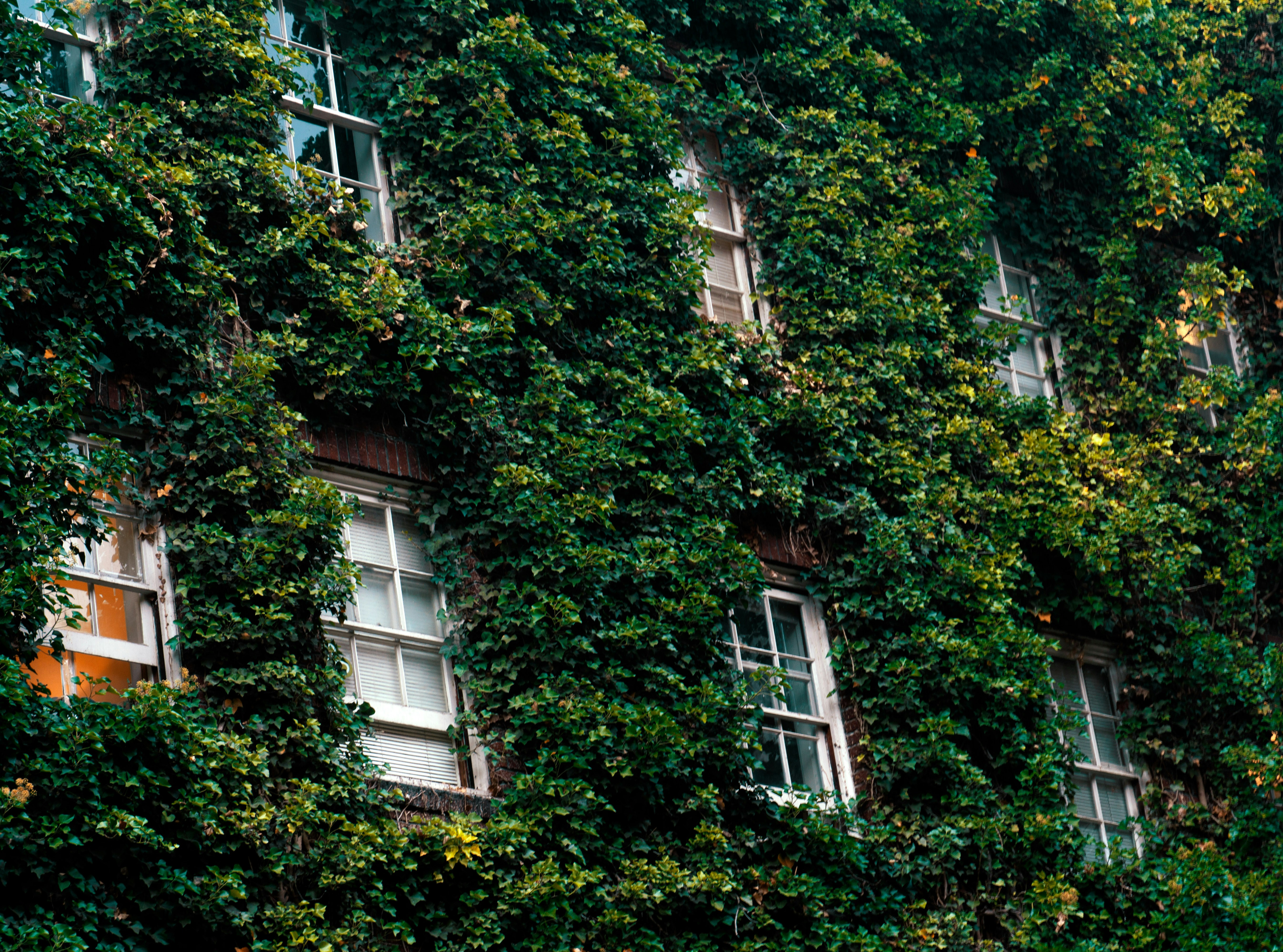 Windows peeking through a lush wall of ivy-covered architecture.