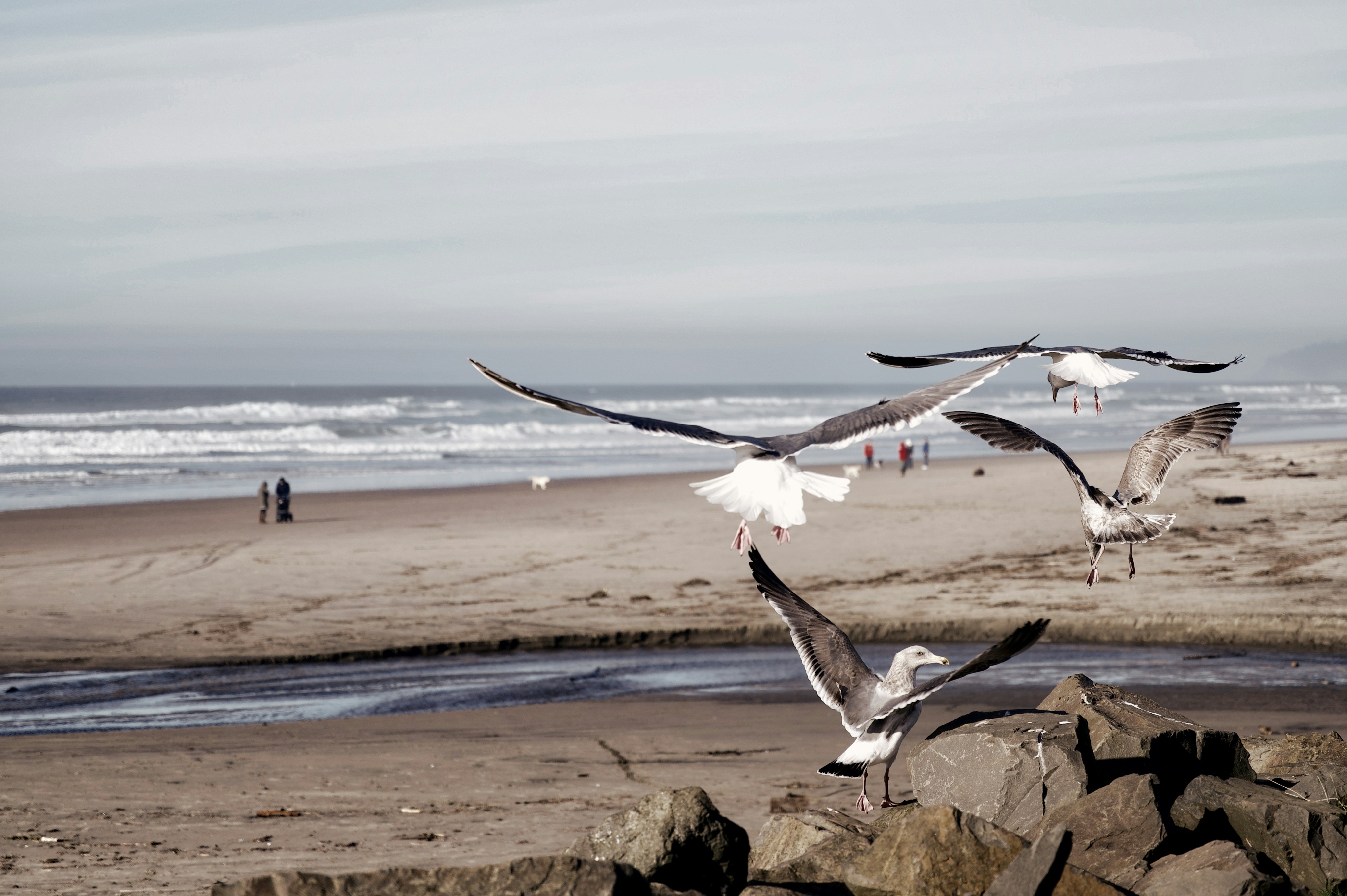 Winged Surge from the Rocks: Seagulls Lift Off Over a Quiet Beach