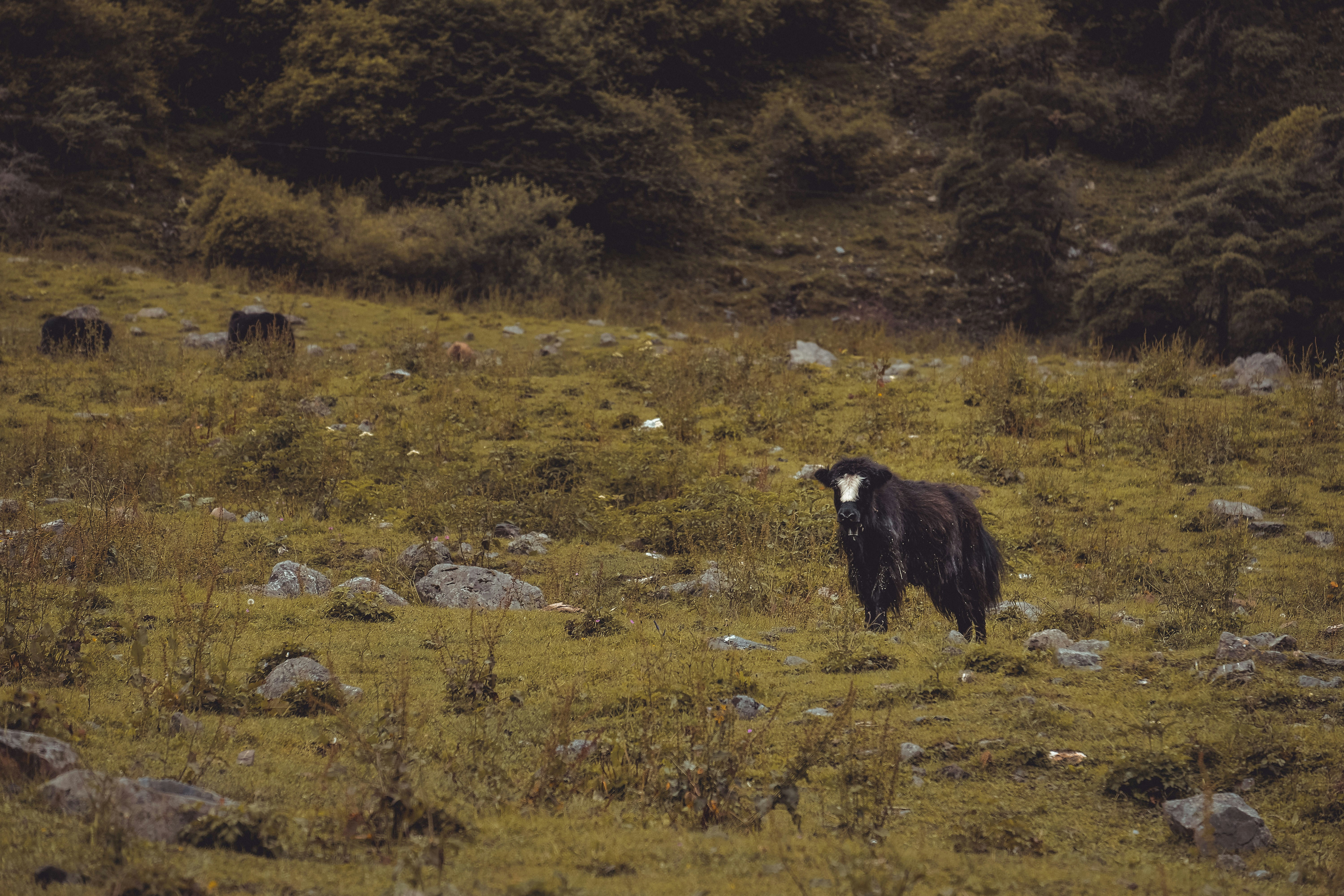 Lone Black Sheep in a Rocky Meadow Under a Forested Slope