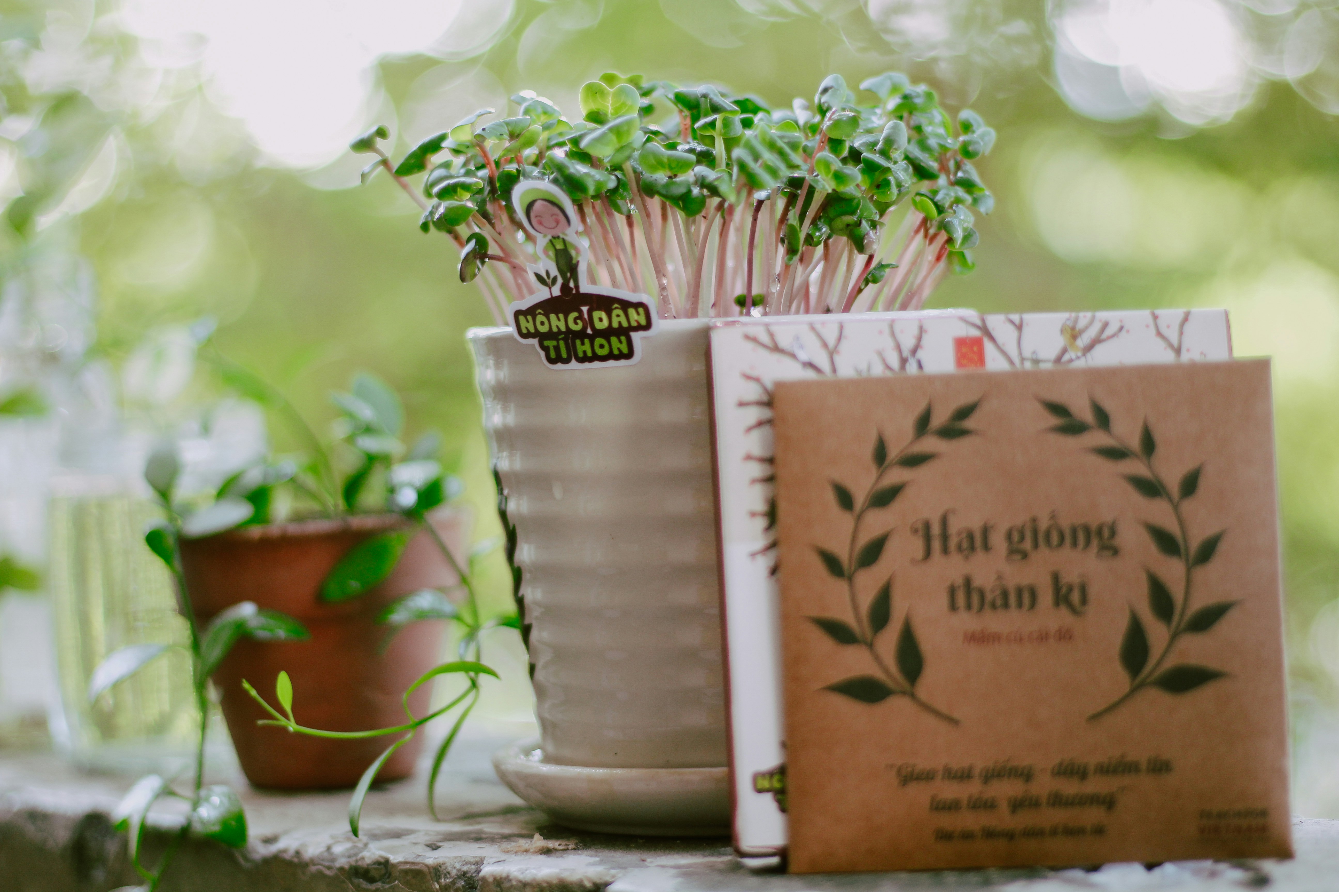 Sunlit Sill Garden: Tiny Greens in a White Ribbed Pot Beside a Plant Card