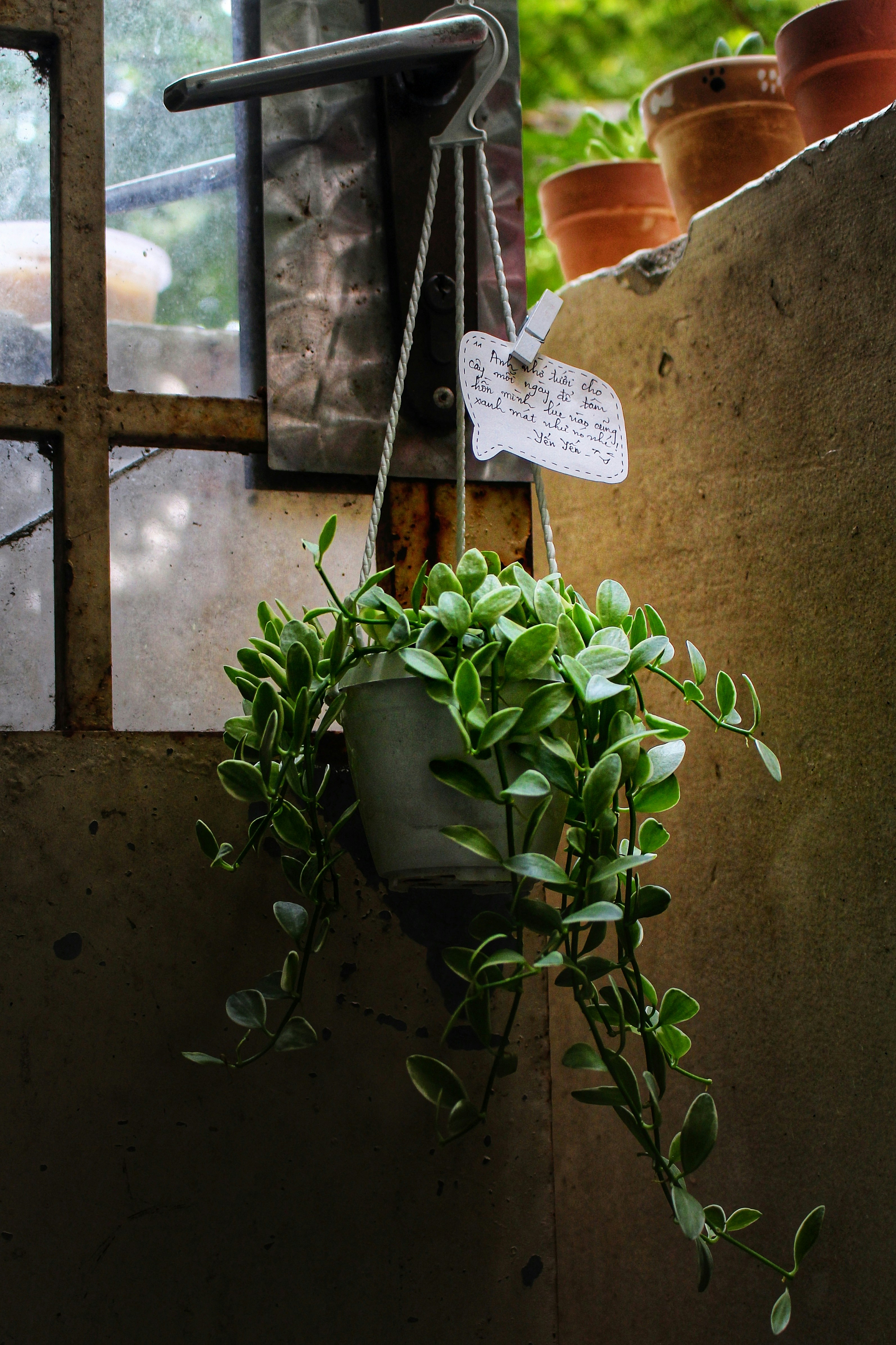 plants in vase
