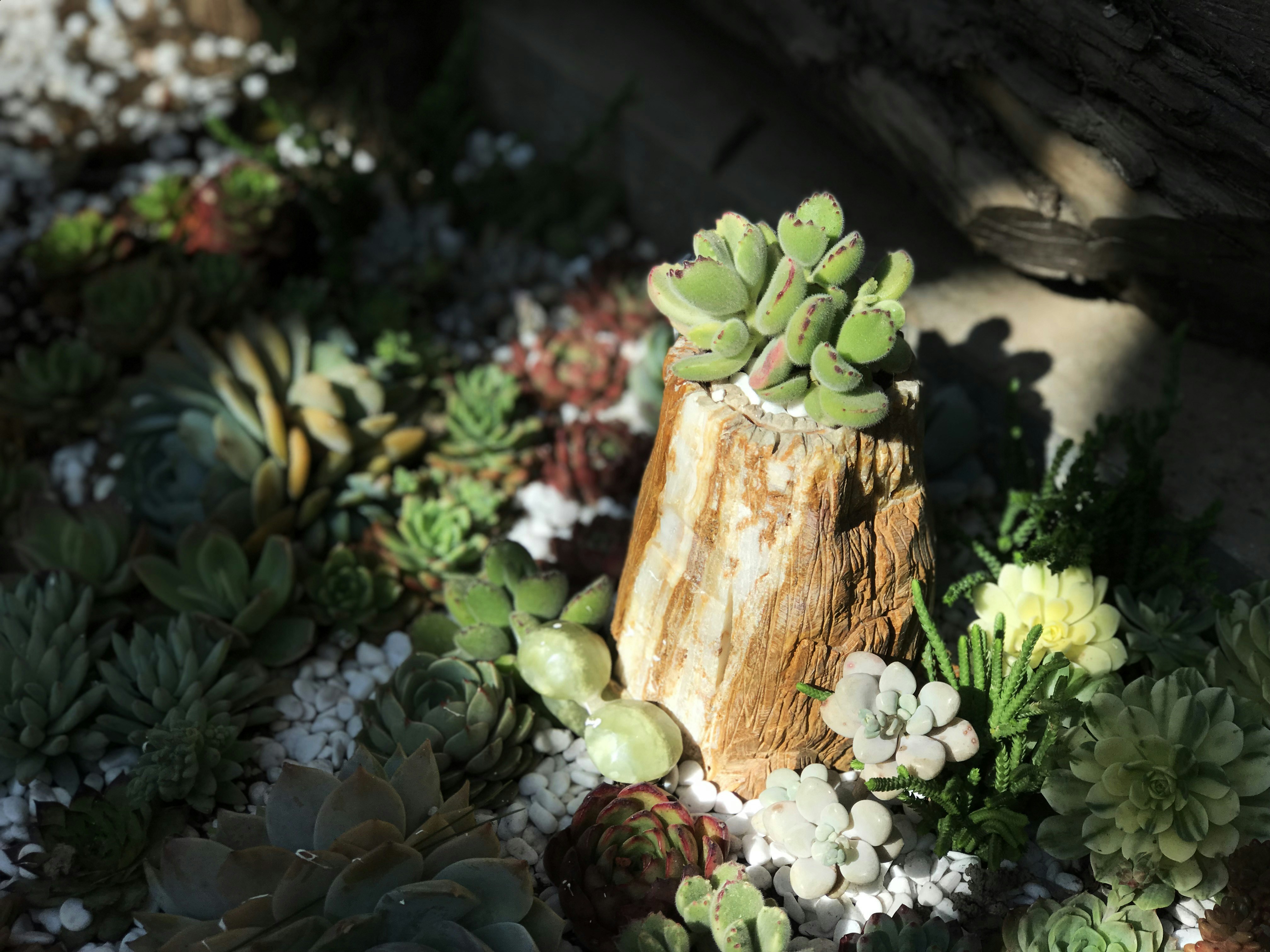 Crown of succulents on a sunlit stump