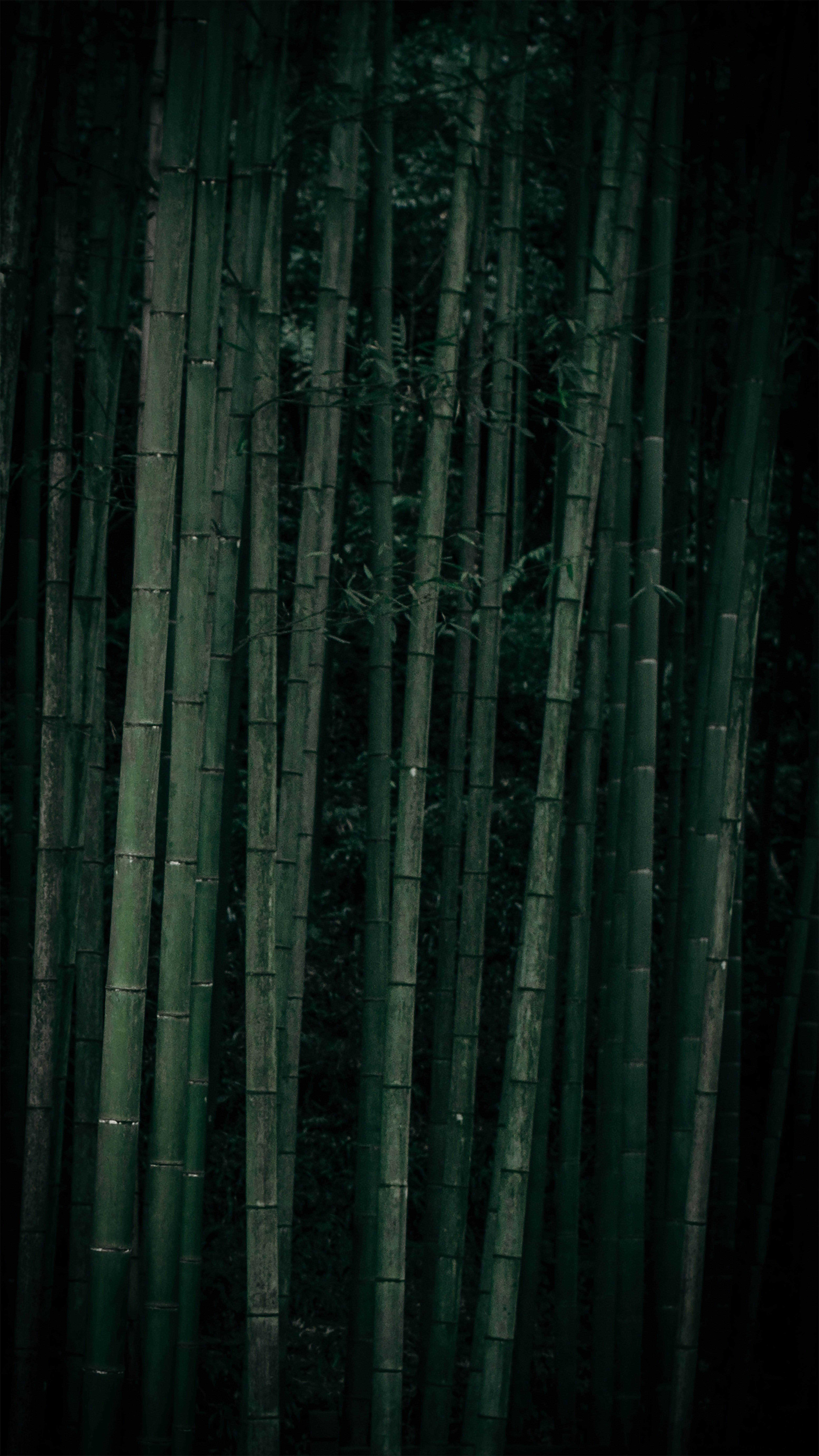 Midnight Corridor: Silent Bamboo Stalks in Dim Light