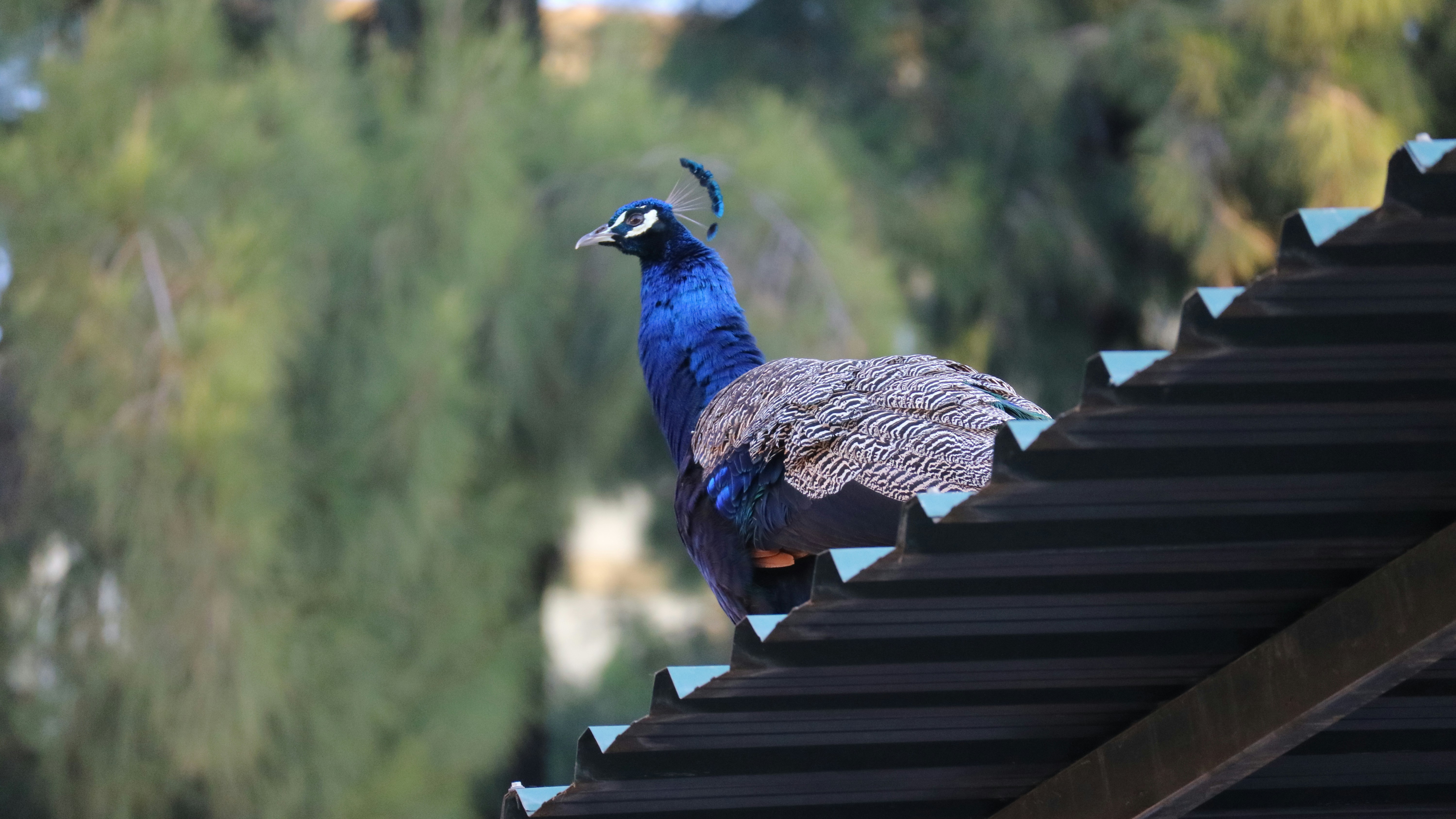 Azure Crest on the Roof Ridge: A Peacock Perched Along the Diagonal
