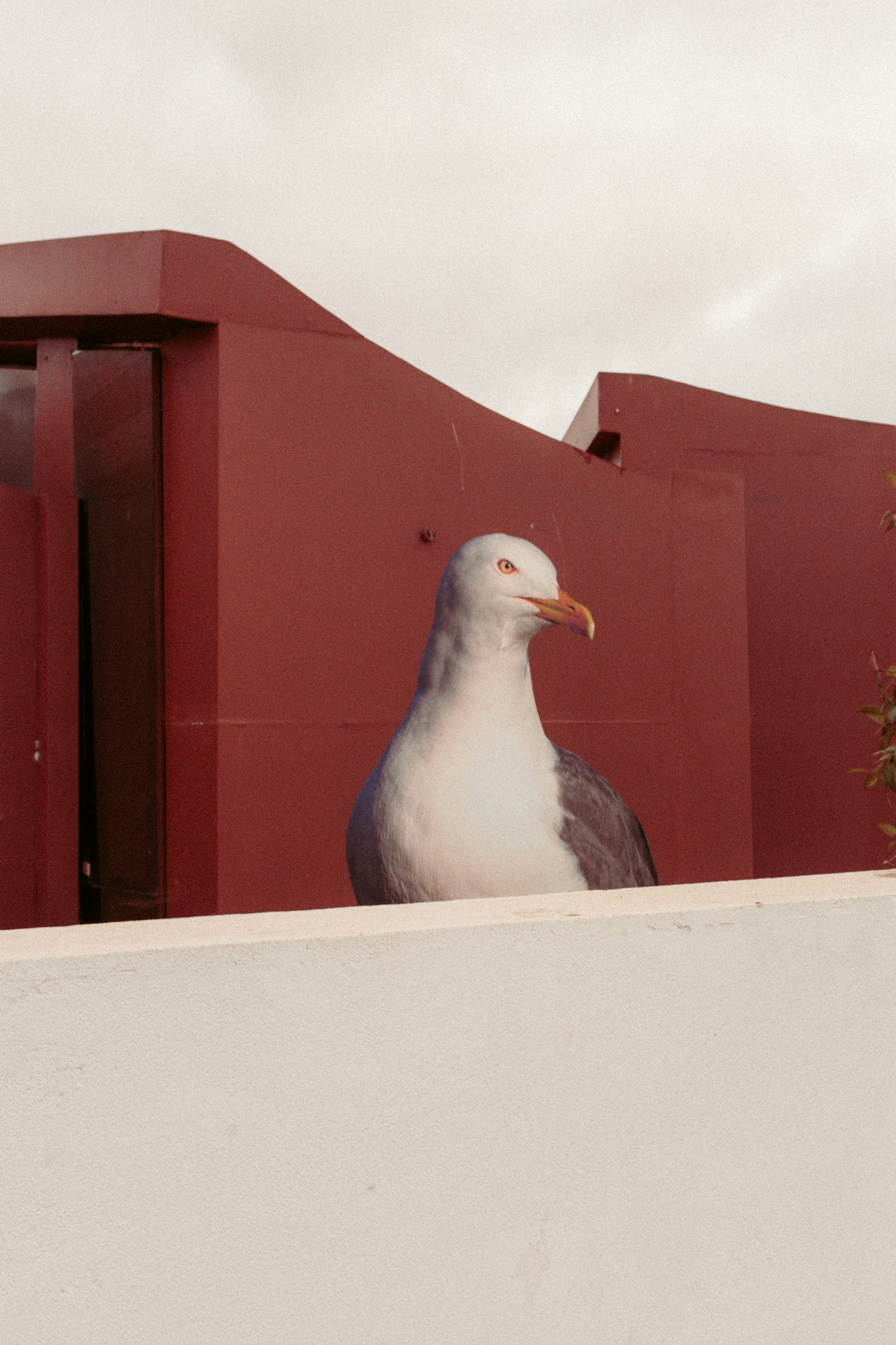 Seagull's Vigil: A Coastal Watcher