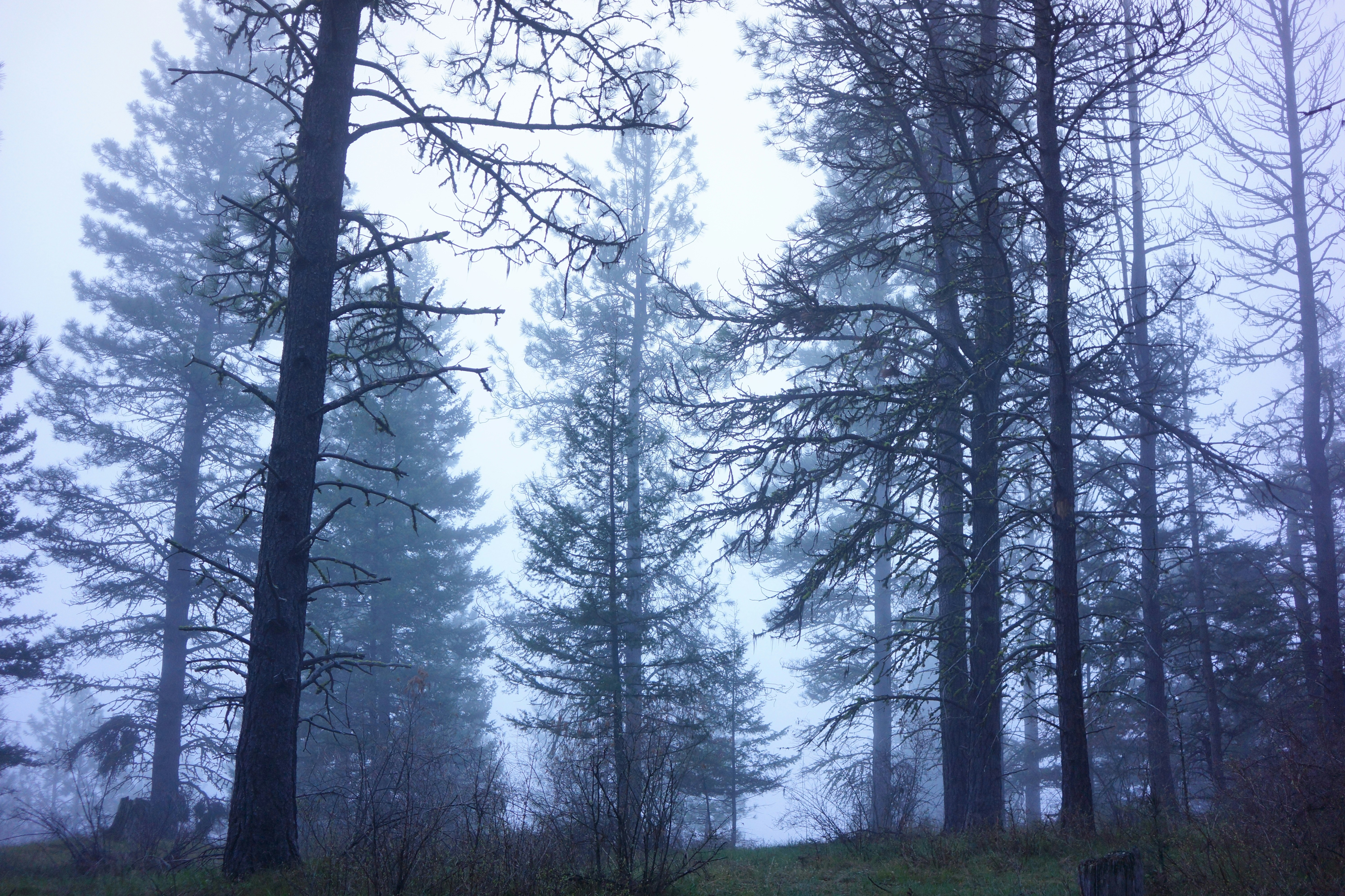 Forest during foggy weather at daytime photo – Free Blue Image on Unsplash