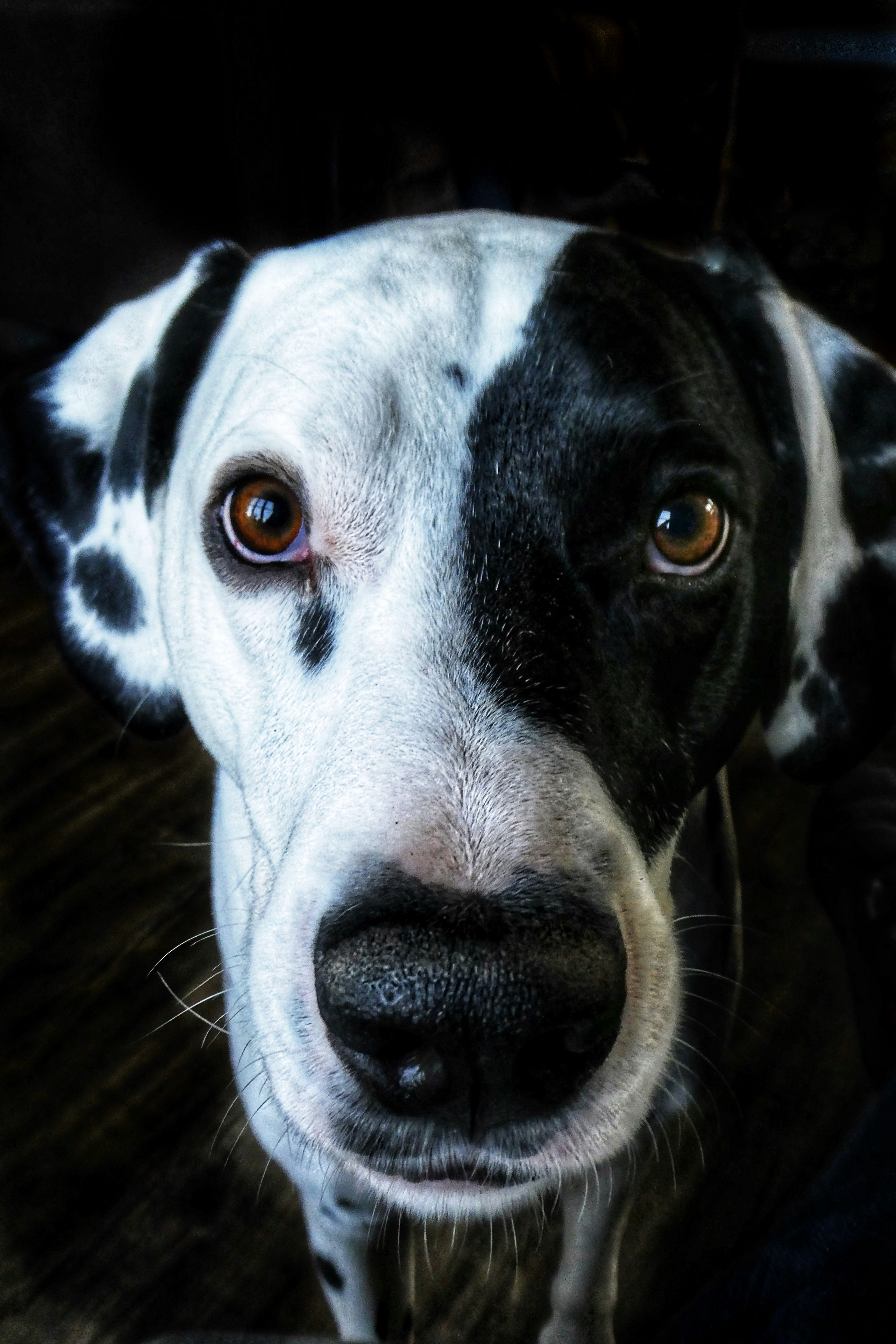 30,000+ Black And White Dogs Pictures | Download Free Images on Unsplash