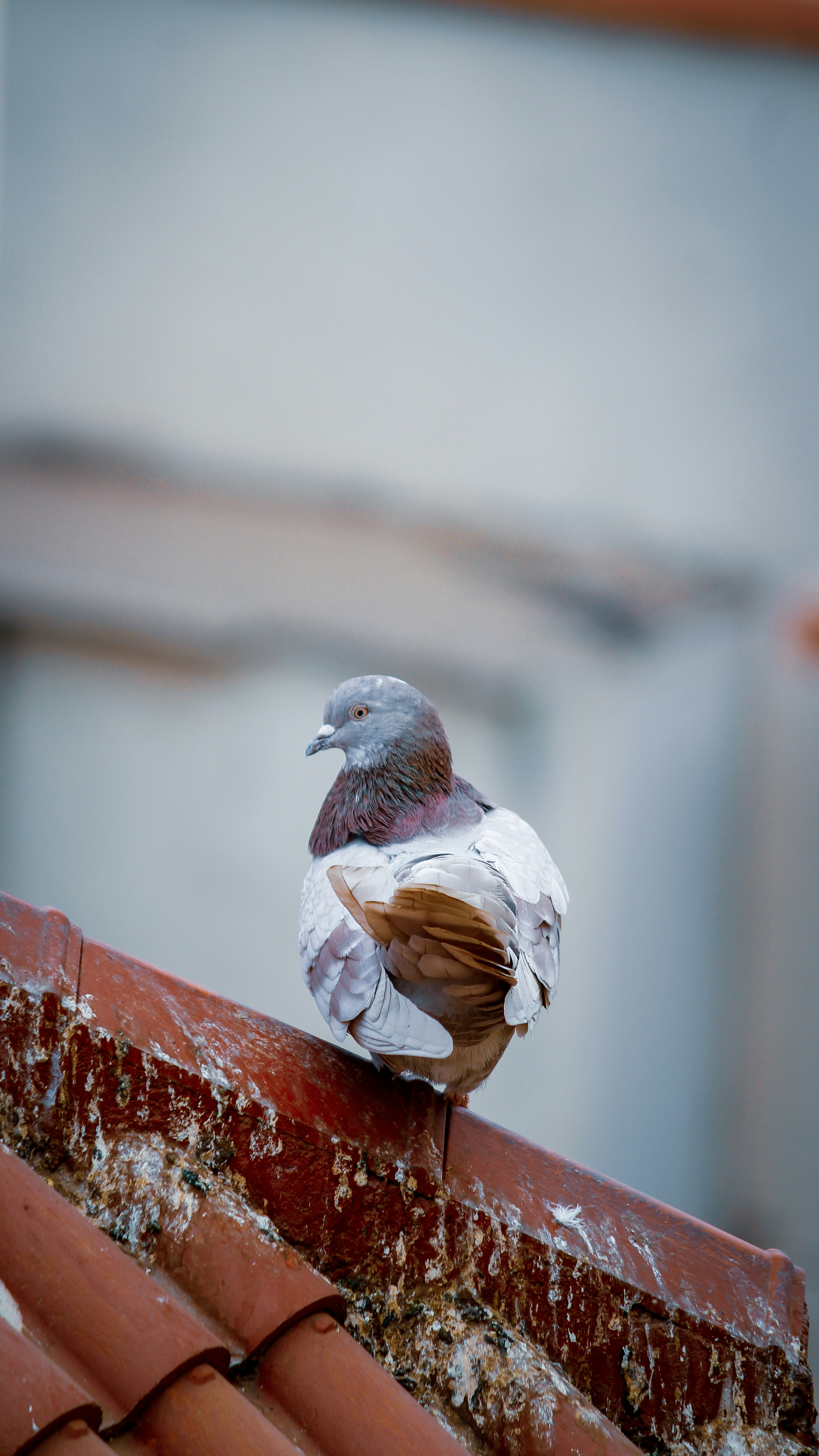 Calm Respite: Pigeon Perches on Weathered Roof Tiles