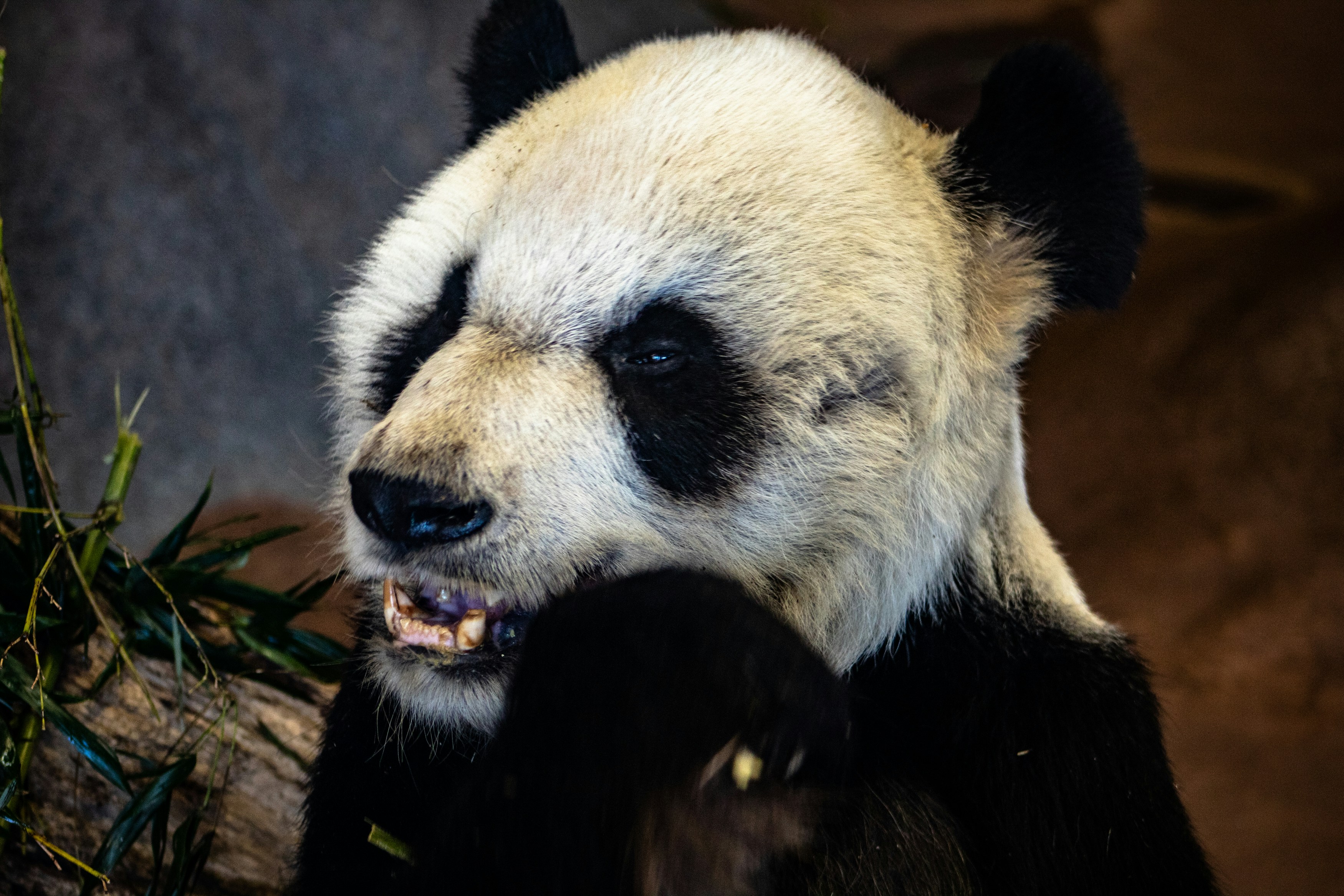 Panda Smiling