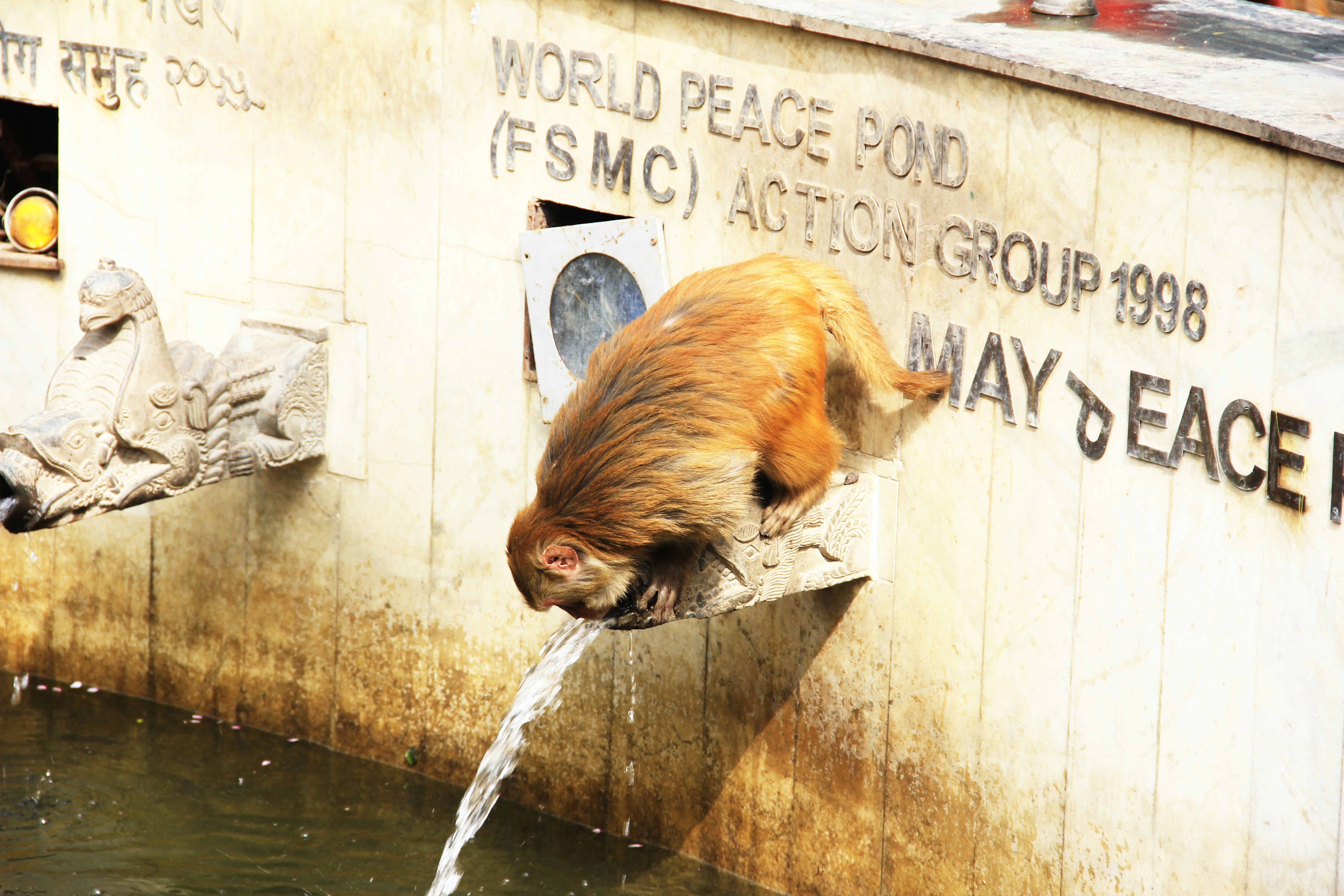 Fuji of a Waterfall: The Golden Primate at the Fountain Face