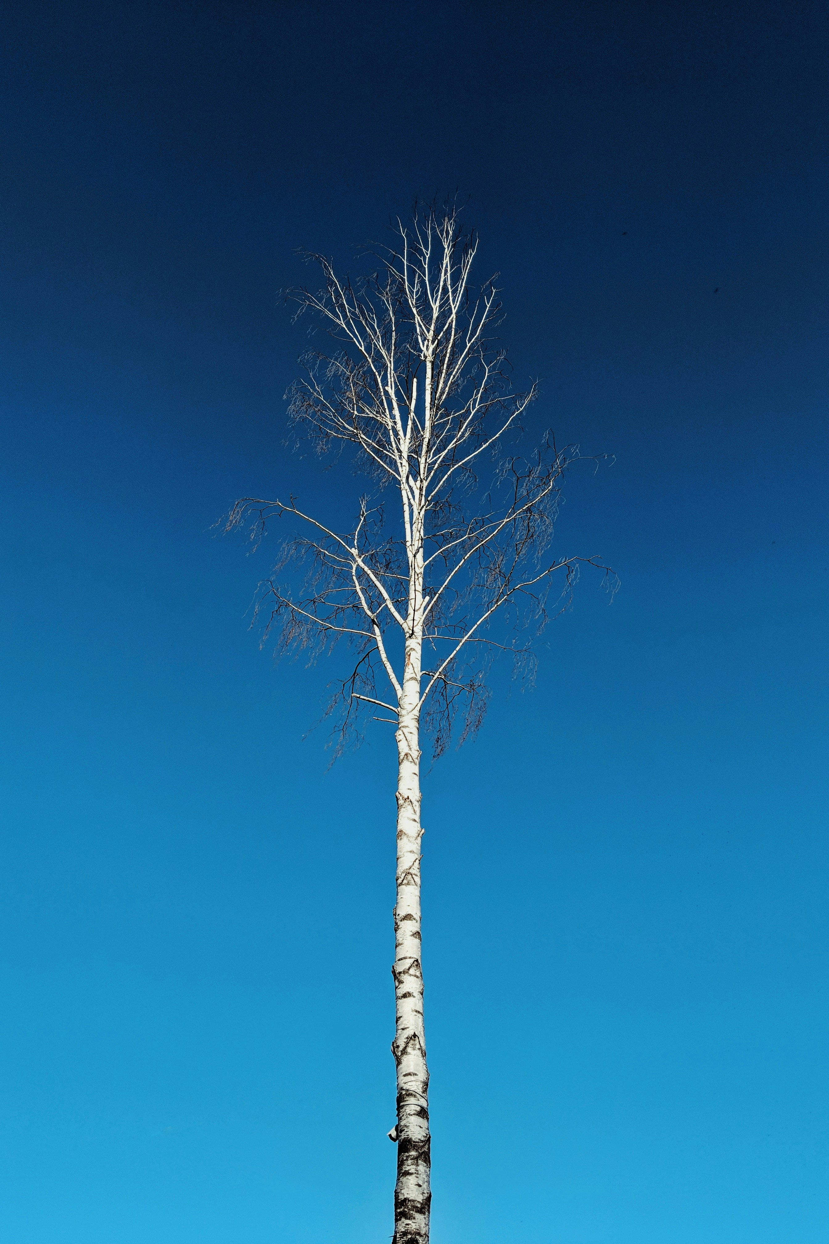 A solitary white tree stands tall against a clear blue sky, showcasing its delicate branches and stark contrast to the vibrant background.