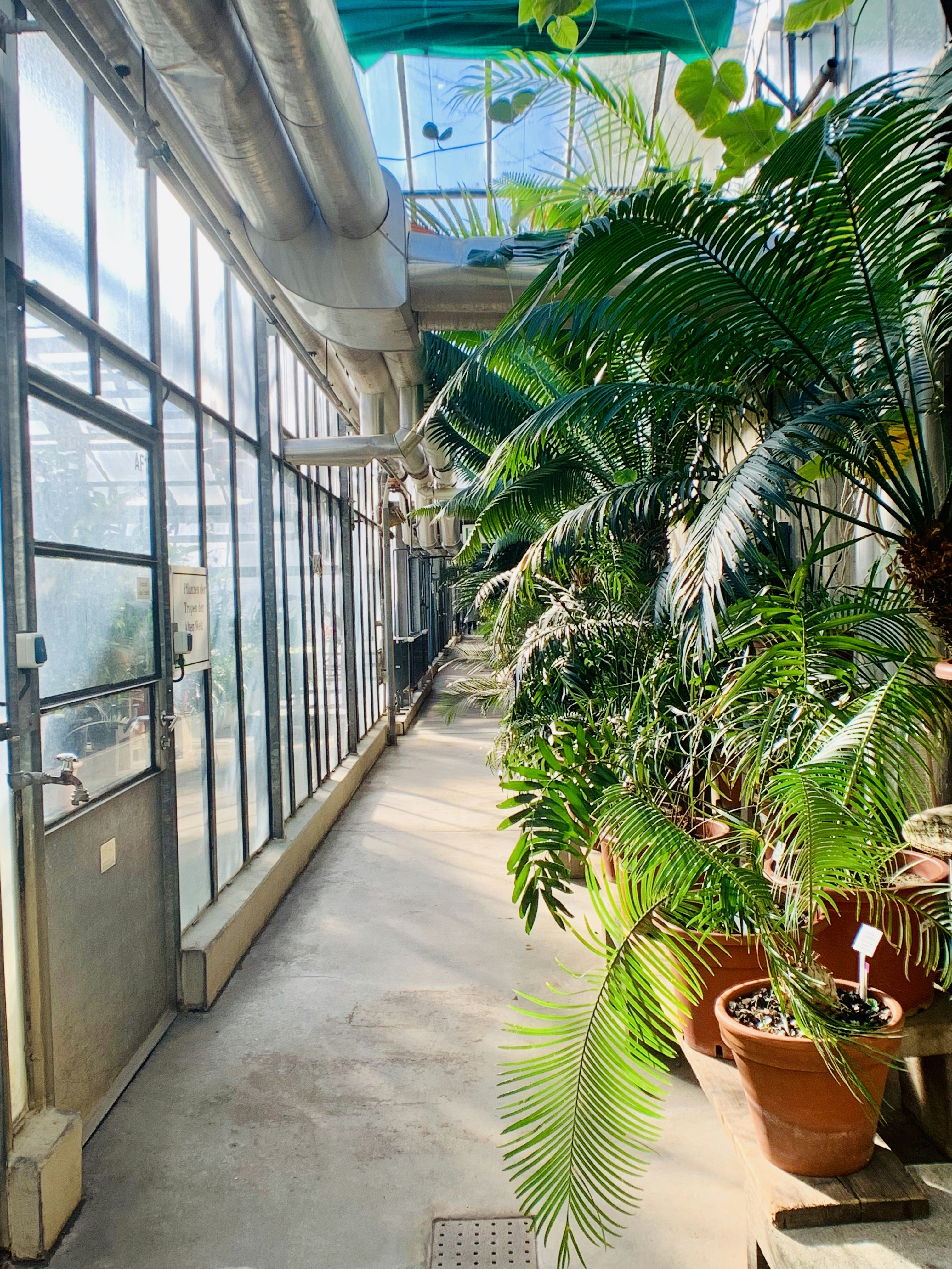 Lush potted plants line a sunlit corridor in a greenhouse, creating a serene atmosphere for plant enthusiasts. Natural light filters through glass panels, enhancing the vibrant greens.