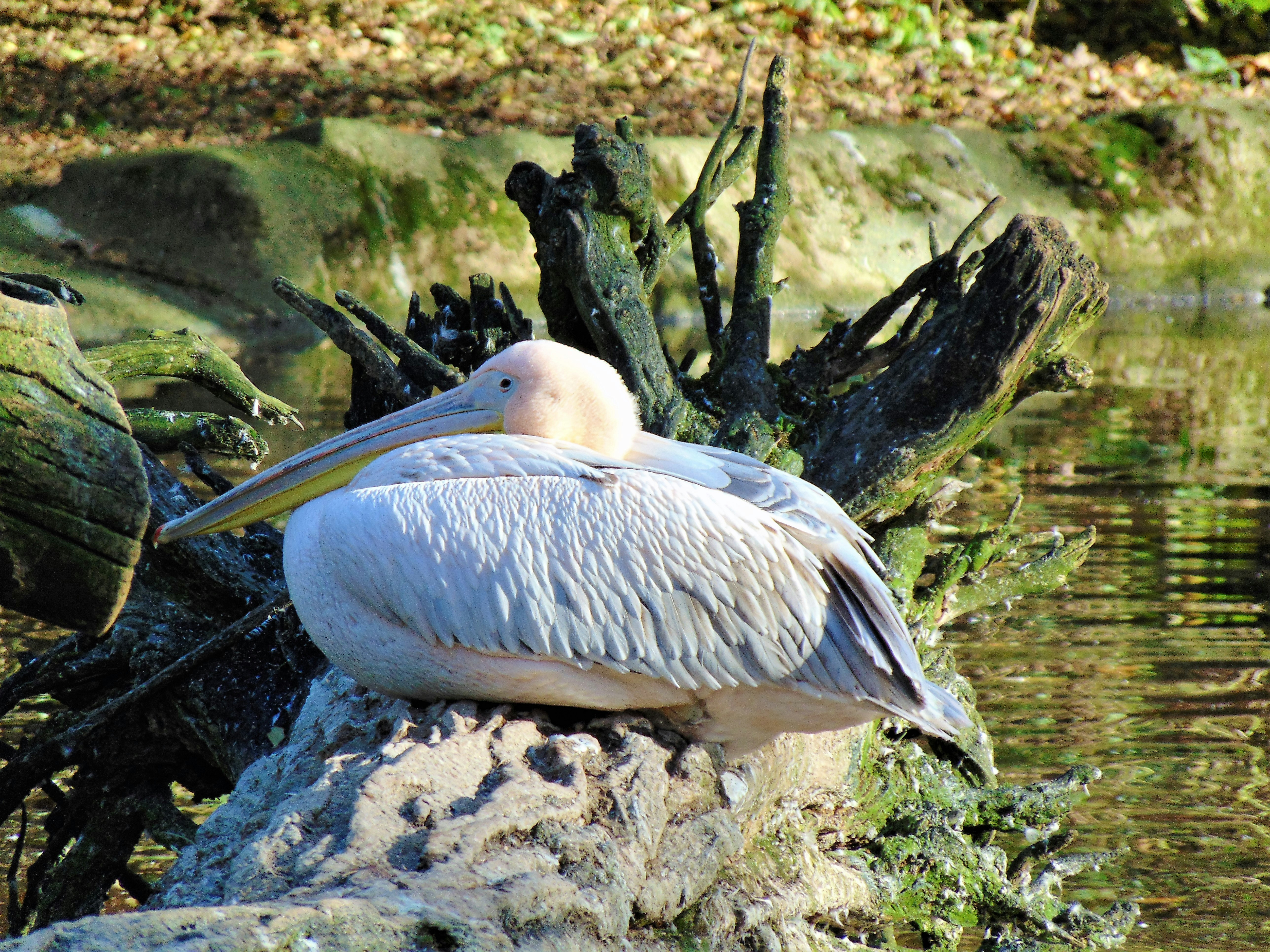 A pelican rests peacefully on a sunlit log by the water, surrounded by natural greenery and reflections in the calm surface.